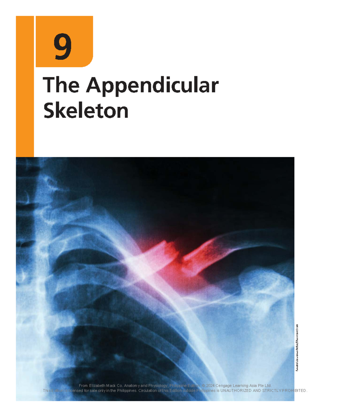 Anatomy and Physiology 2024: Chapter 9 - The Appendicular Skeleton ...