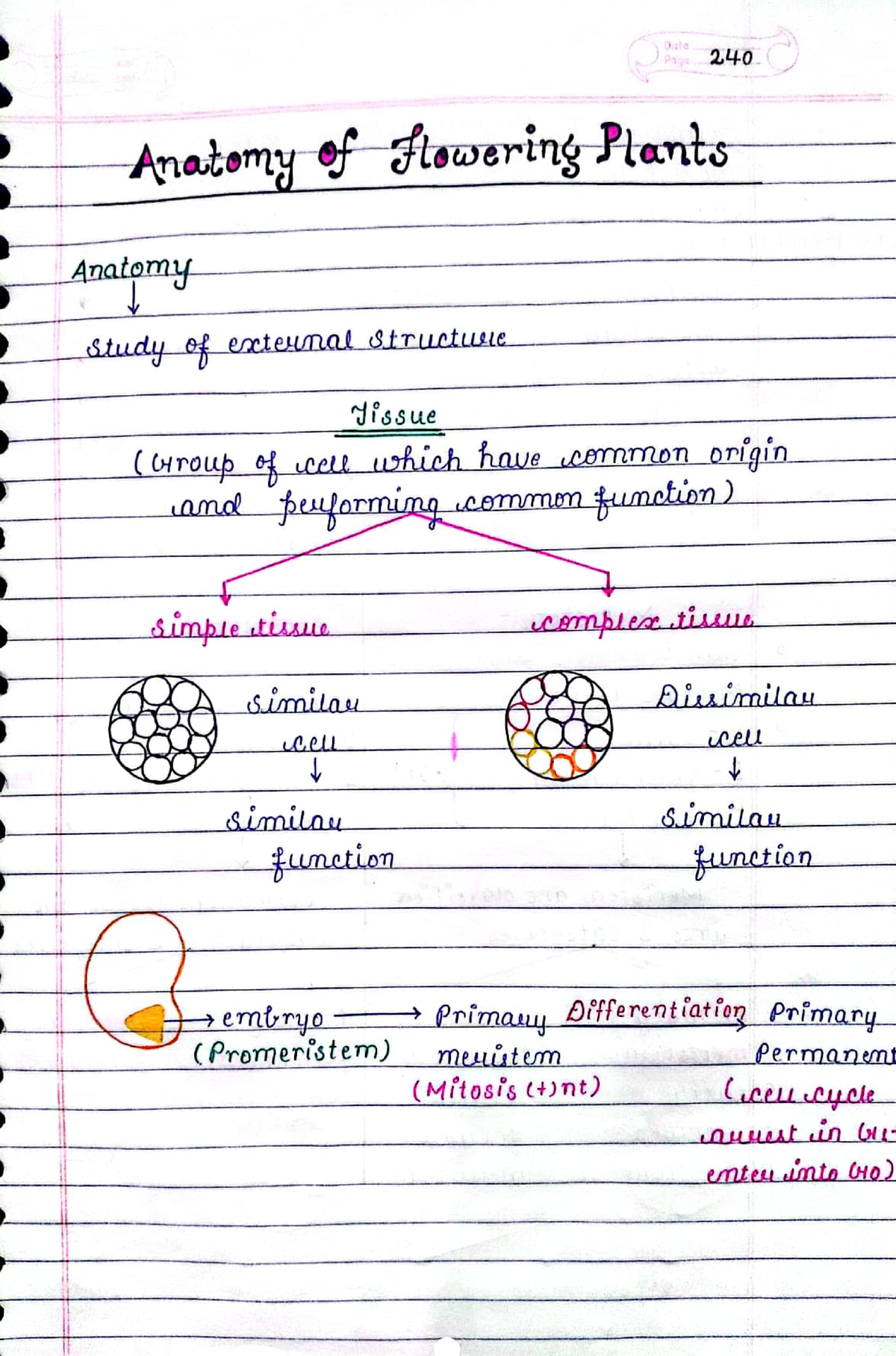Anatomy of Flowering Plants: Study Notes for Botany 101 - Studocu