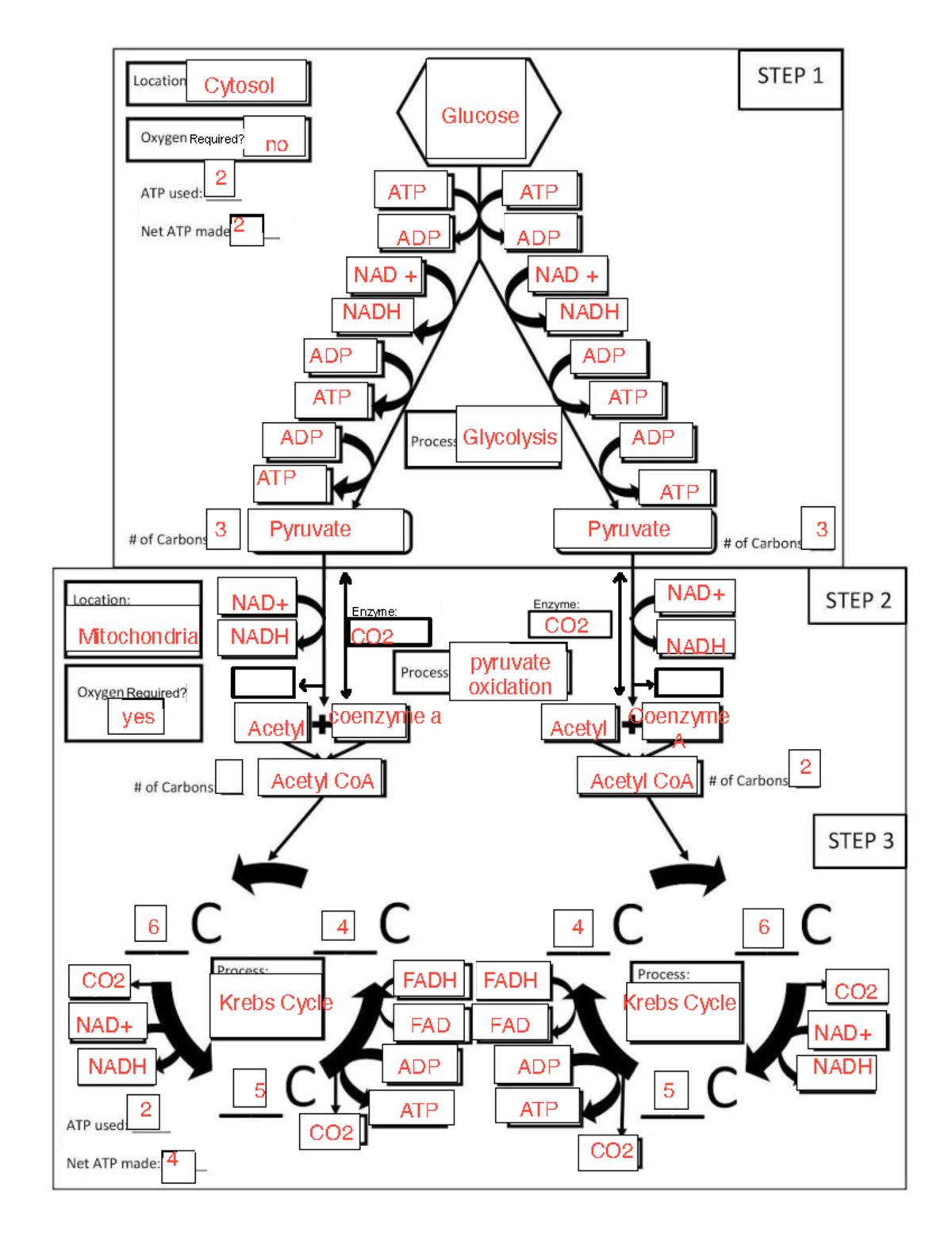Comp Respiration flow chart 2022 - BSC 2010 - 00000 ooo a man B ED Mme ...