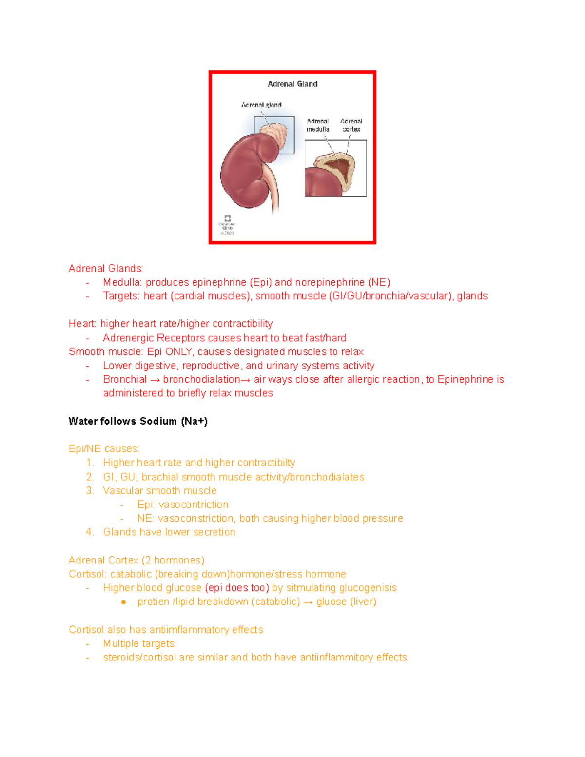 A&P Exam 1 Notes: Endocrine System - Adrenal Glands Overview - Studocu