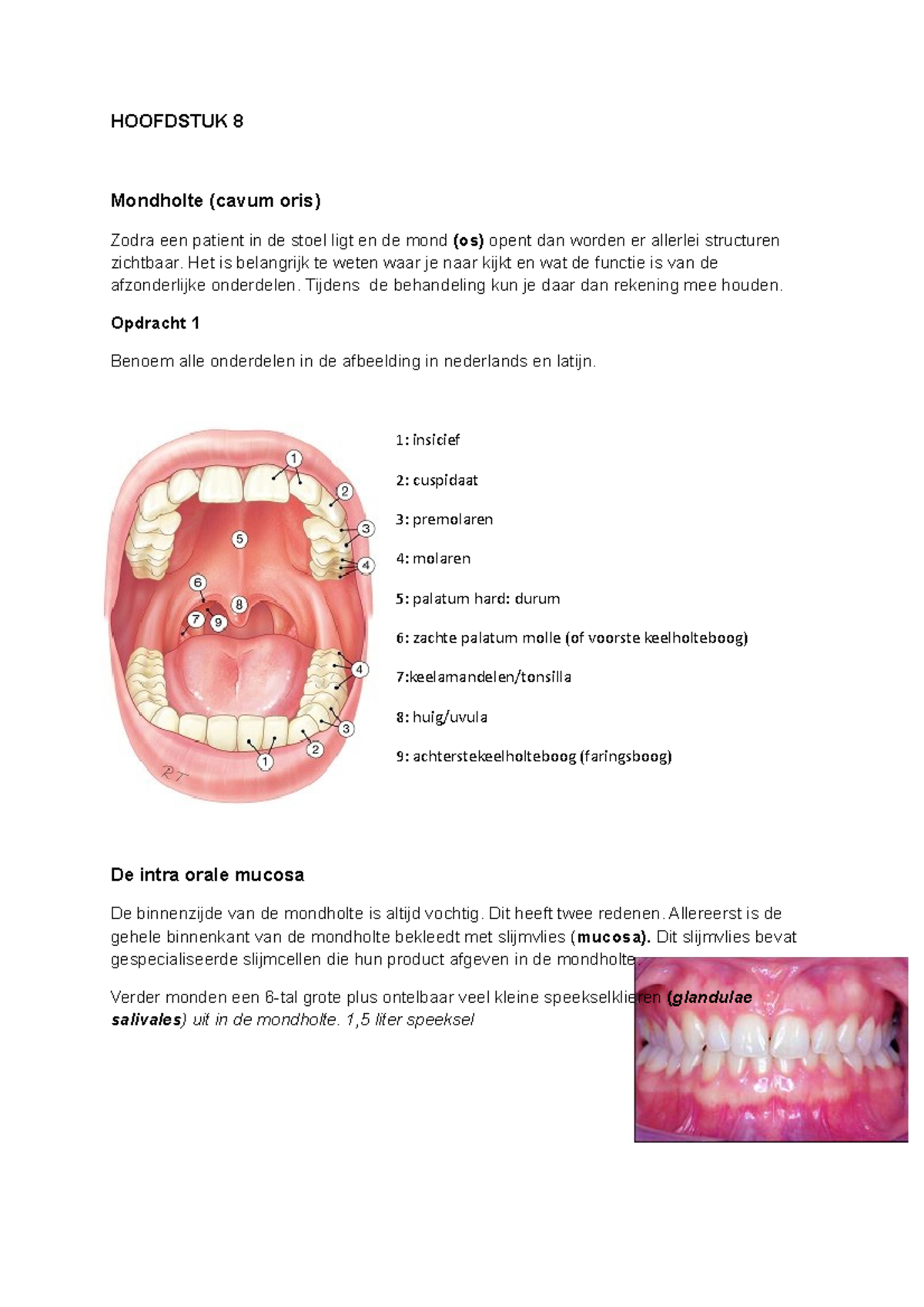 Hoofdstuk 8: Mondholte en Intraorale Anatomie - Anatomie & Fysiologie ...