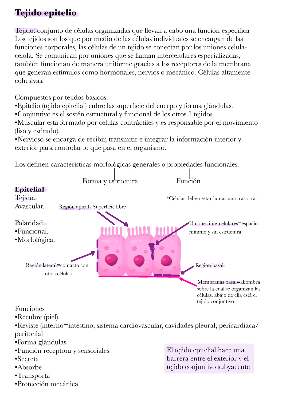 Tejido Epitelial: Estructura y Funciones en Histología (Curso: Histo101) - Studocu