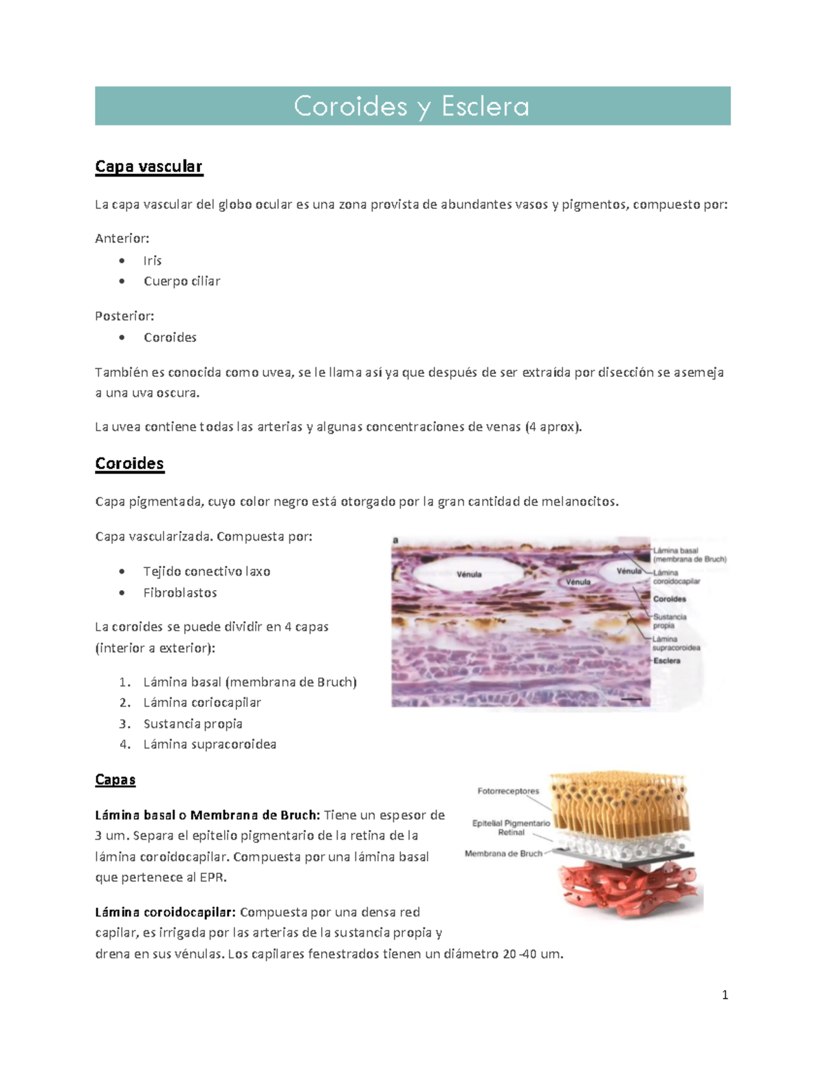Coroides y Esclera - apunte - Coroides y Esclera Capa vascular La capa ...