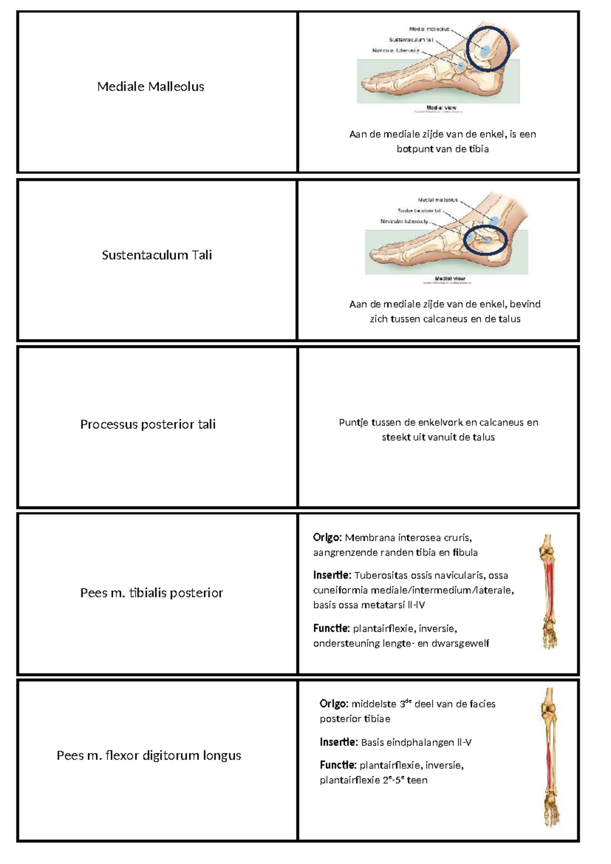 Anatomie van de Enkel: Musculatuur en Structuren (AAN 101) - Studeersnel