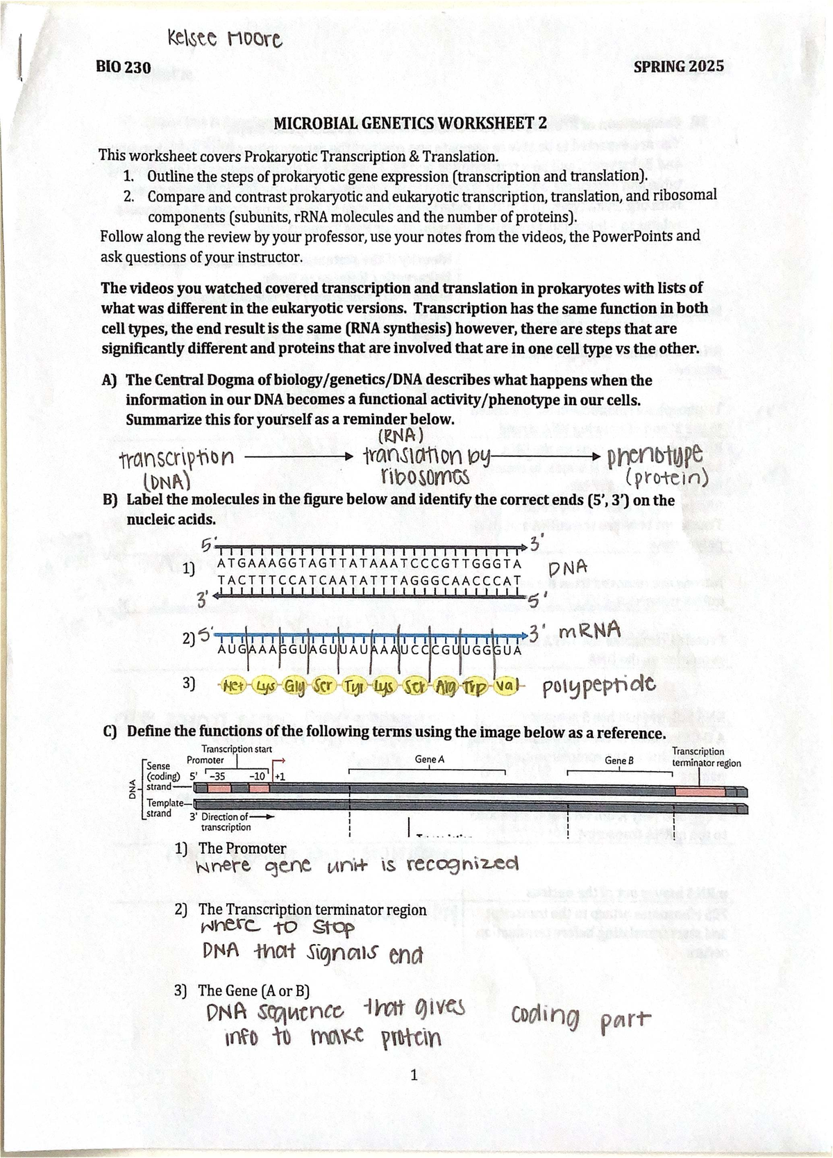 Final Exam Study Notes for BIO 230: Prokaryotic Gene Expression - Studocu