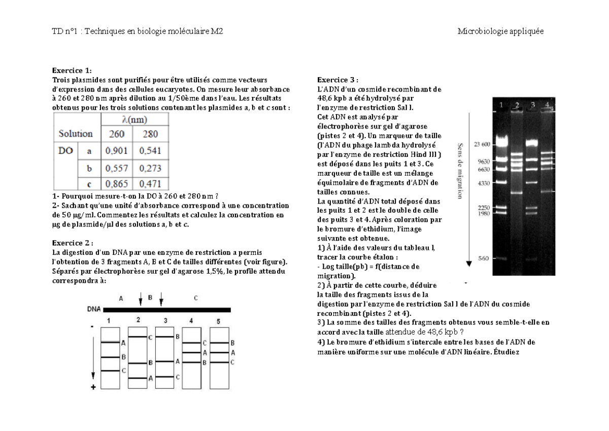 TD1 Biologie Mol - Techniques de Microbiologie Appliquée - Studocu