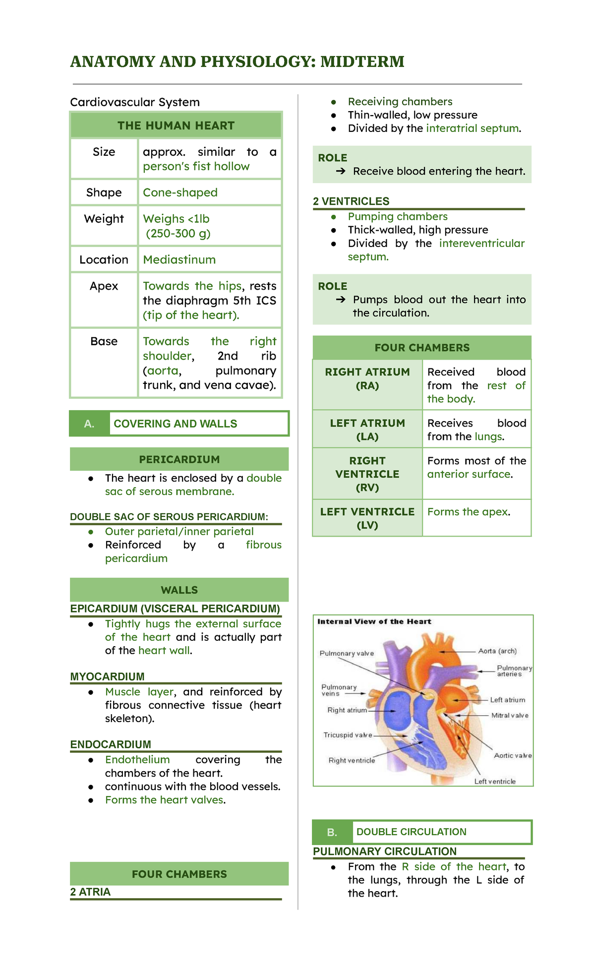 ANATOMY AND PHYSIOLOGY: MIDTERM Cardiovascular System Overview - Studocu