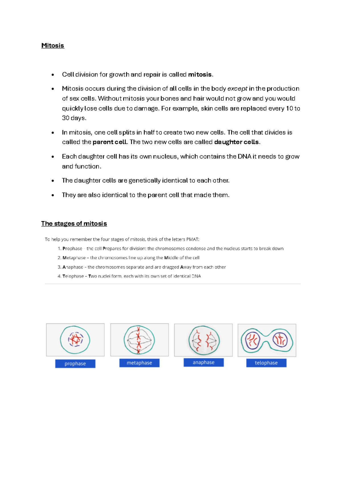 Mitosis vs. Meiosis: Key Concepts and Stages (Science Notes) - Studocu