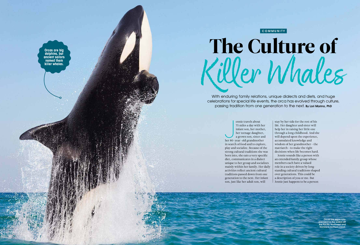 Orca Captivity: Psychological and Physical Impacts - A Case Study - Studocu