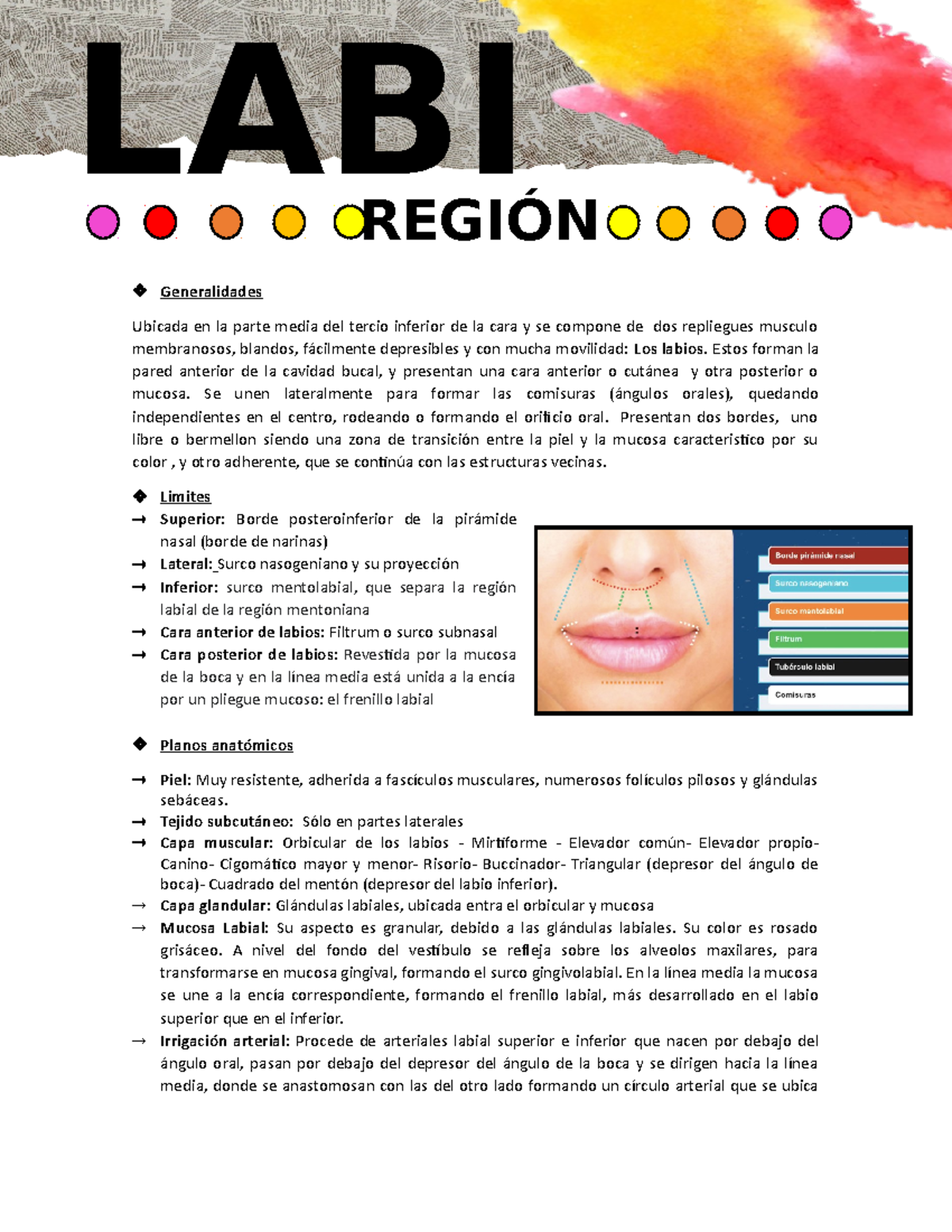 Región labial - v Generalidades Ubicada en la parte media del tercio ...