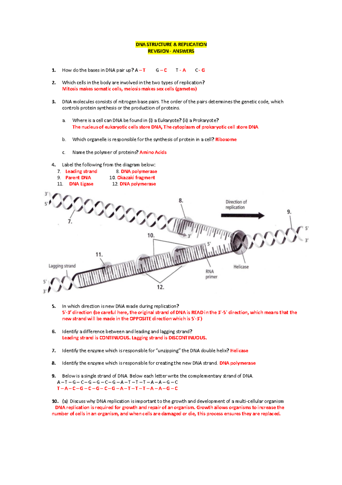 DNA STRUCTURE & REPLICATION REVISION ANSWERS - Studocu