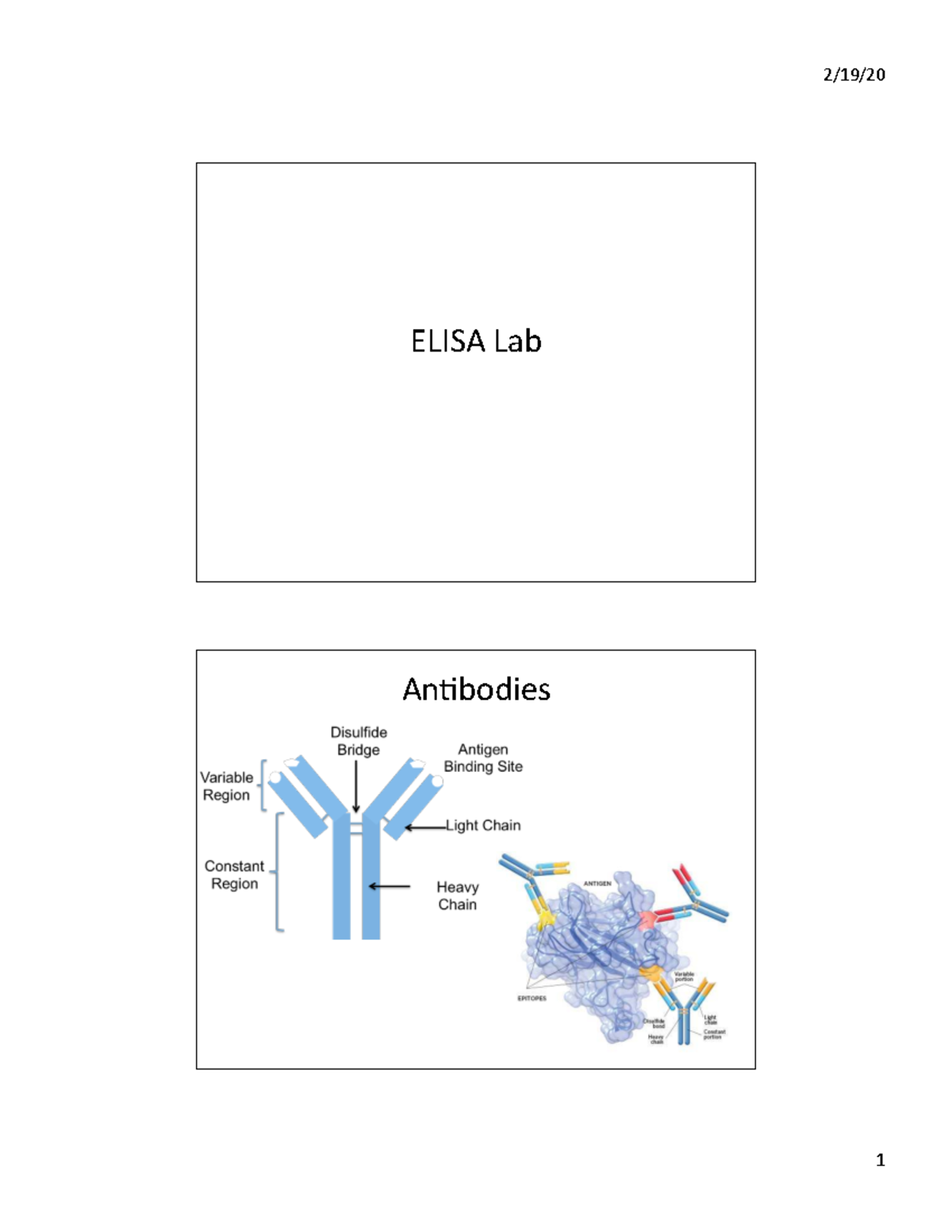 Elisa Lab Overview 1 - lab assignment - 3005 - ELISA Lab An/bodies ...