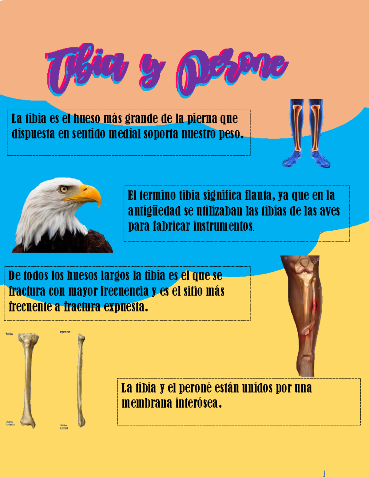 Tibia y Peroné: Anatomía y Funciones Esenciales - Studocu