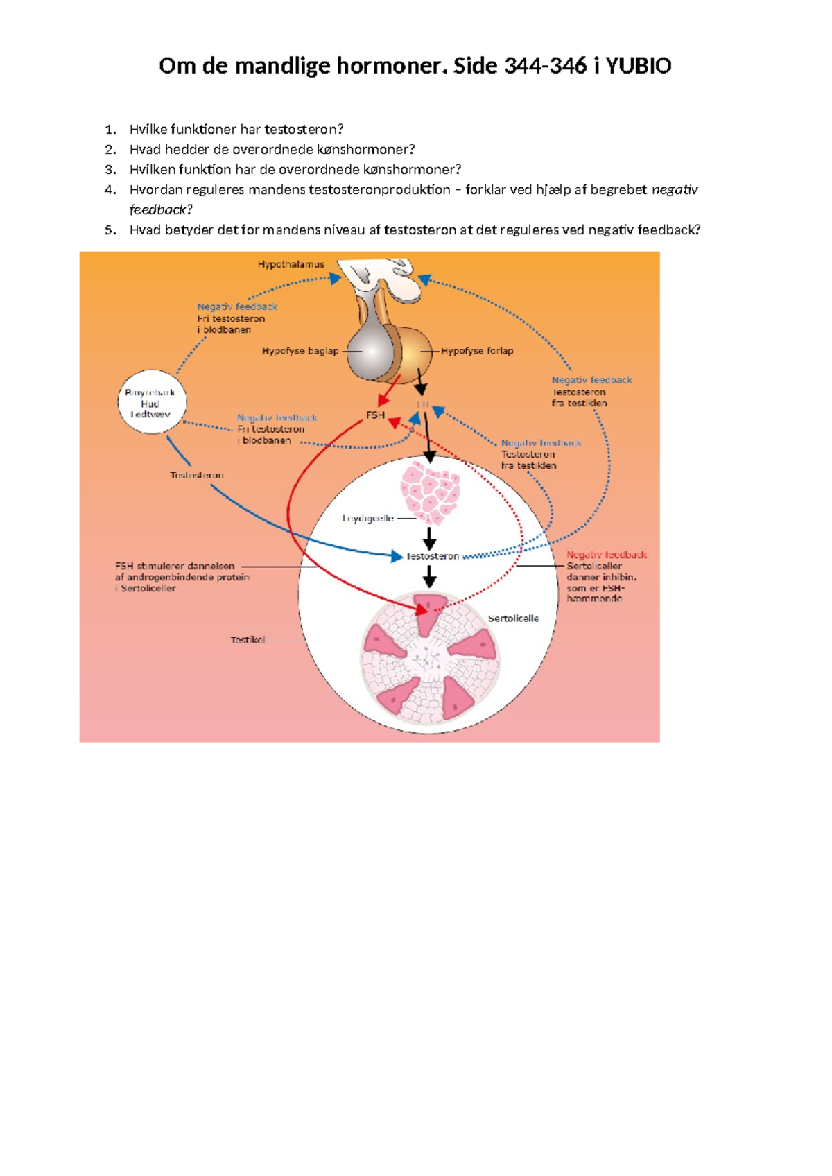 Mandlige hormoner - Biologi - Side 344-346 i YUBIO 1. Hvilke funktioner ...