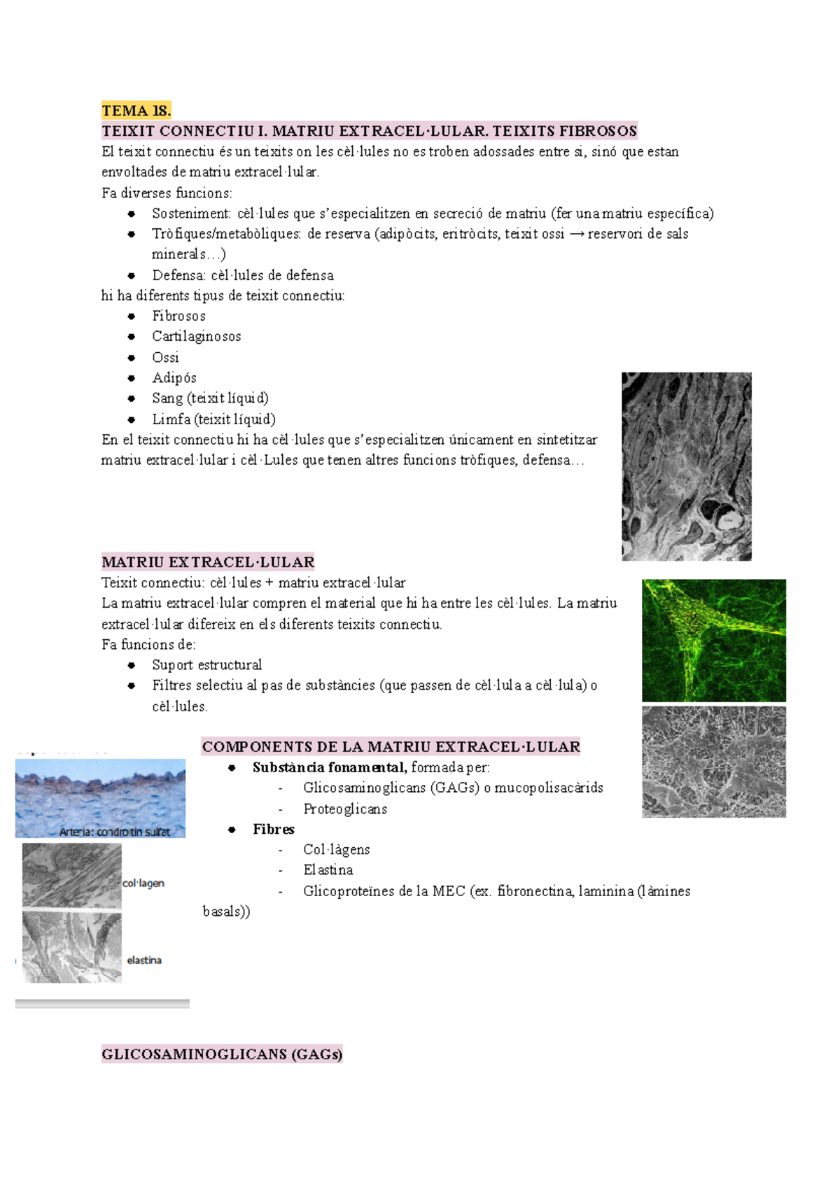 Teixit Connectiu I: Matriu Extracel·lular i Tipus de Teixits Fibrosos ...