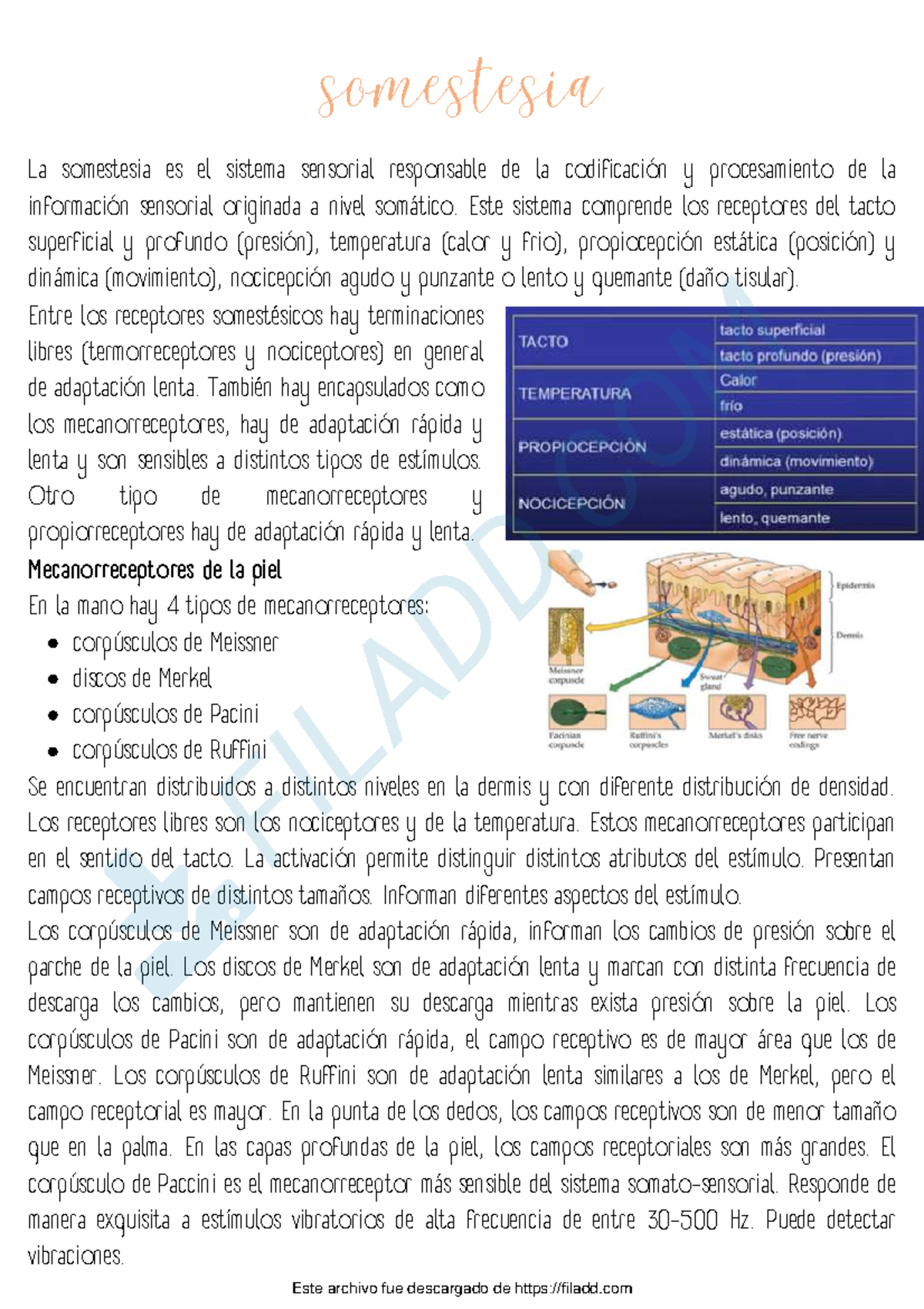 Apuntes y Resúmenes sobre Somestesia y Mecanorreceptores - CLASE - Studocu