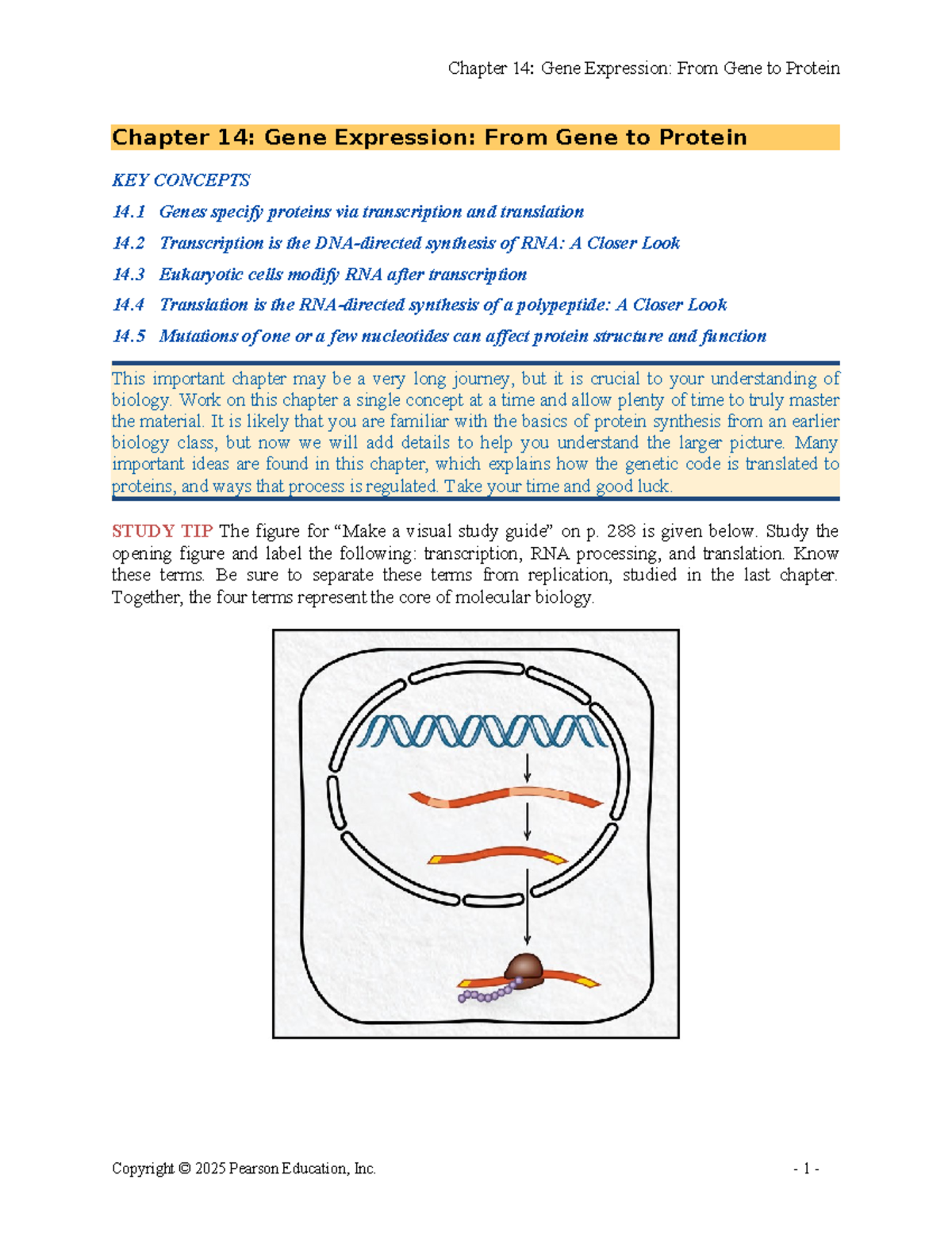 Chapter 14: Gene Expression - From Gene to Protein Study Guide - Studocu