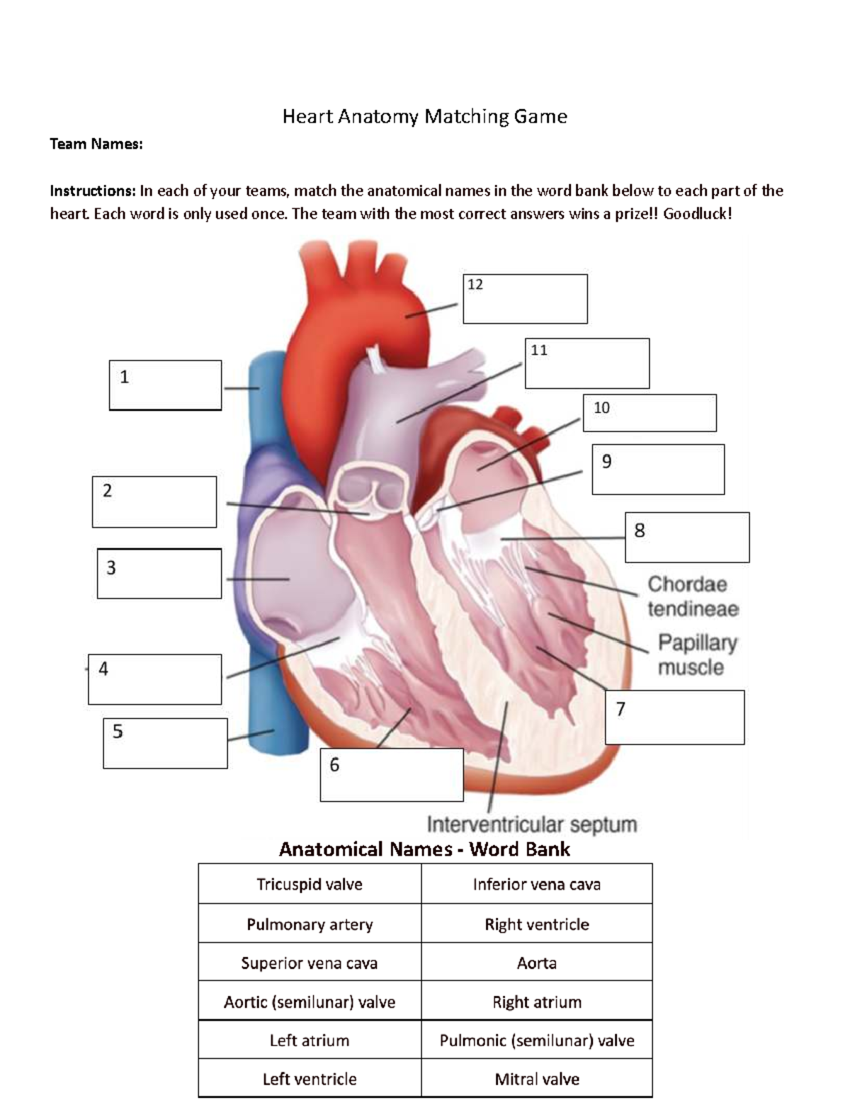 Heart Anatomy Matching Game 2023 - BIOL-2105EL - Heart Anatomy Matching ...