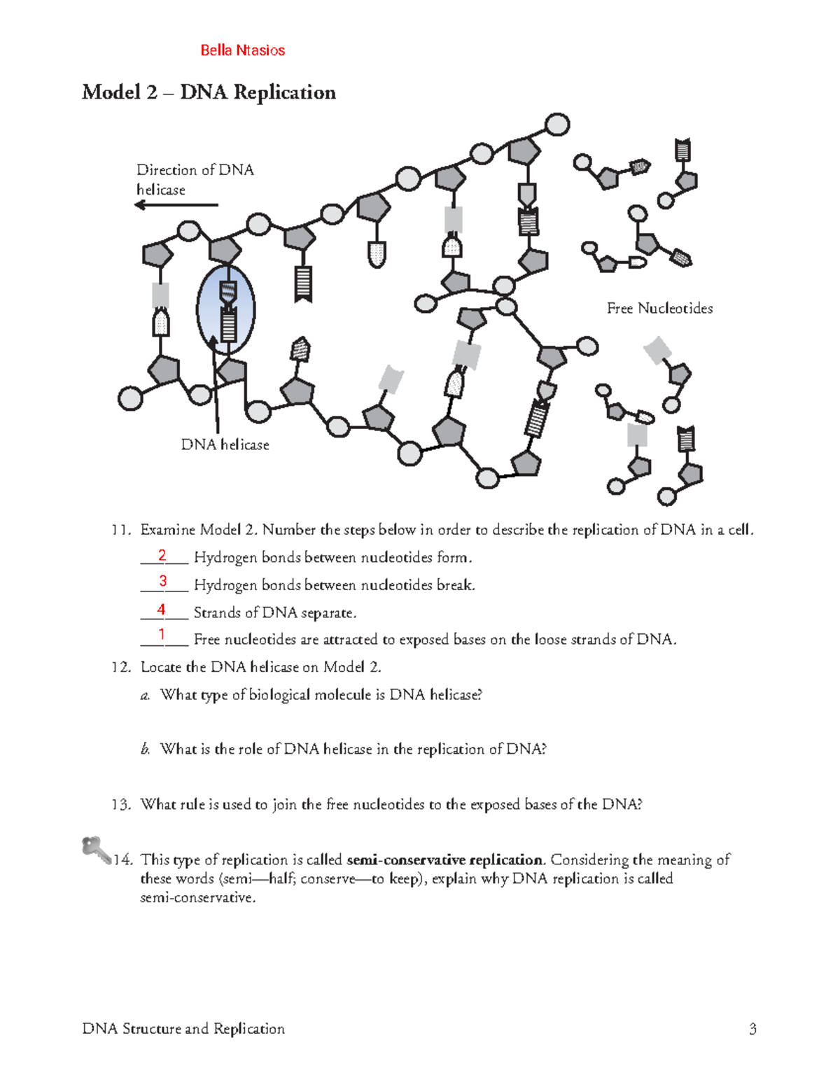 Isabella Ntasios - 06.41 DNA Replication Model 2 - Detailed Study Guide ...