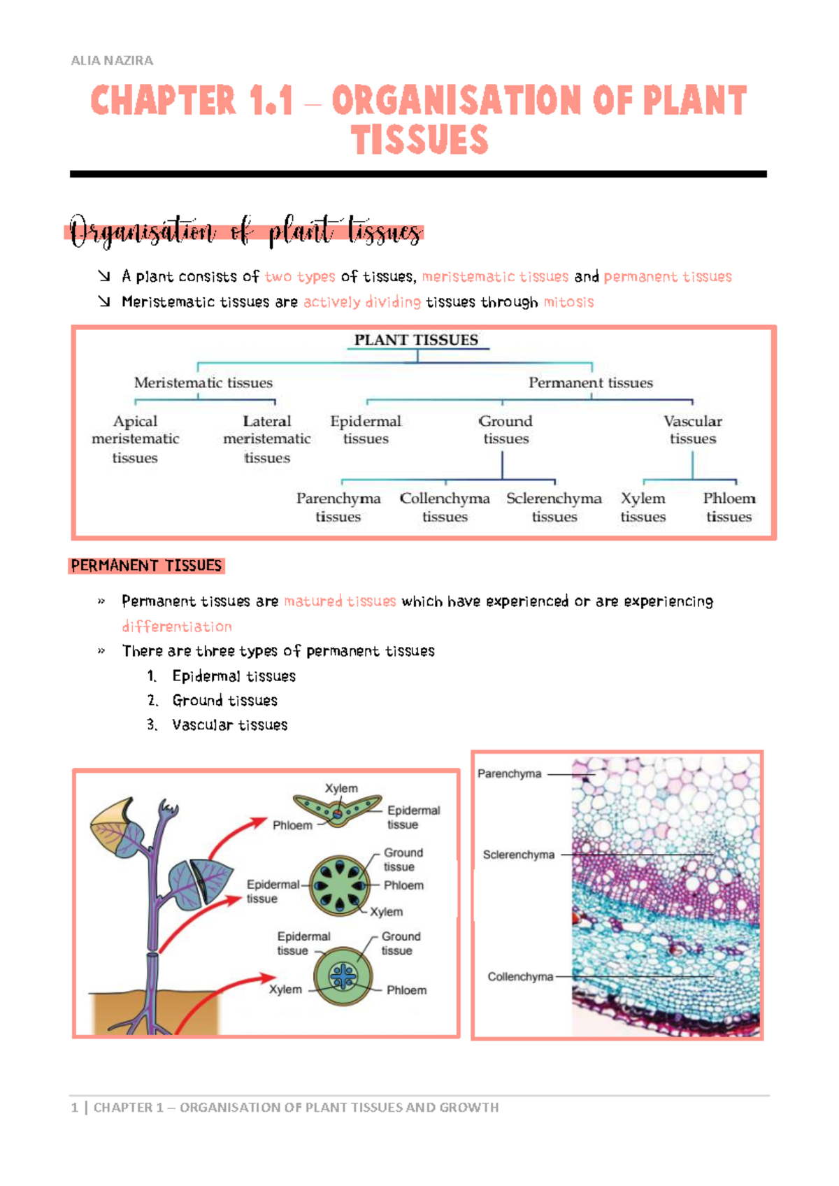 Chapter 1: Organisation of Plant Tissues and Growth (BIO101) - Studocu