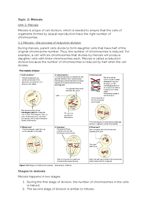 Grade 12 Life Sciences: GMOs Study Notes on Genetic Engineering - Studocu