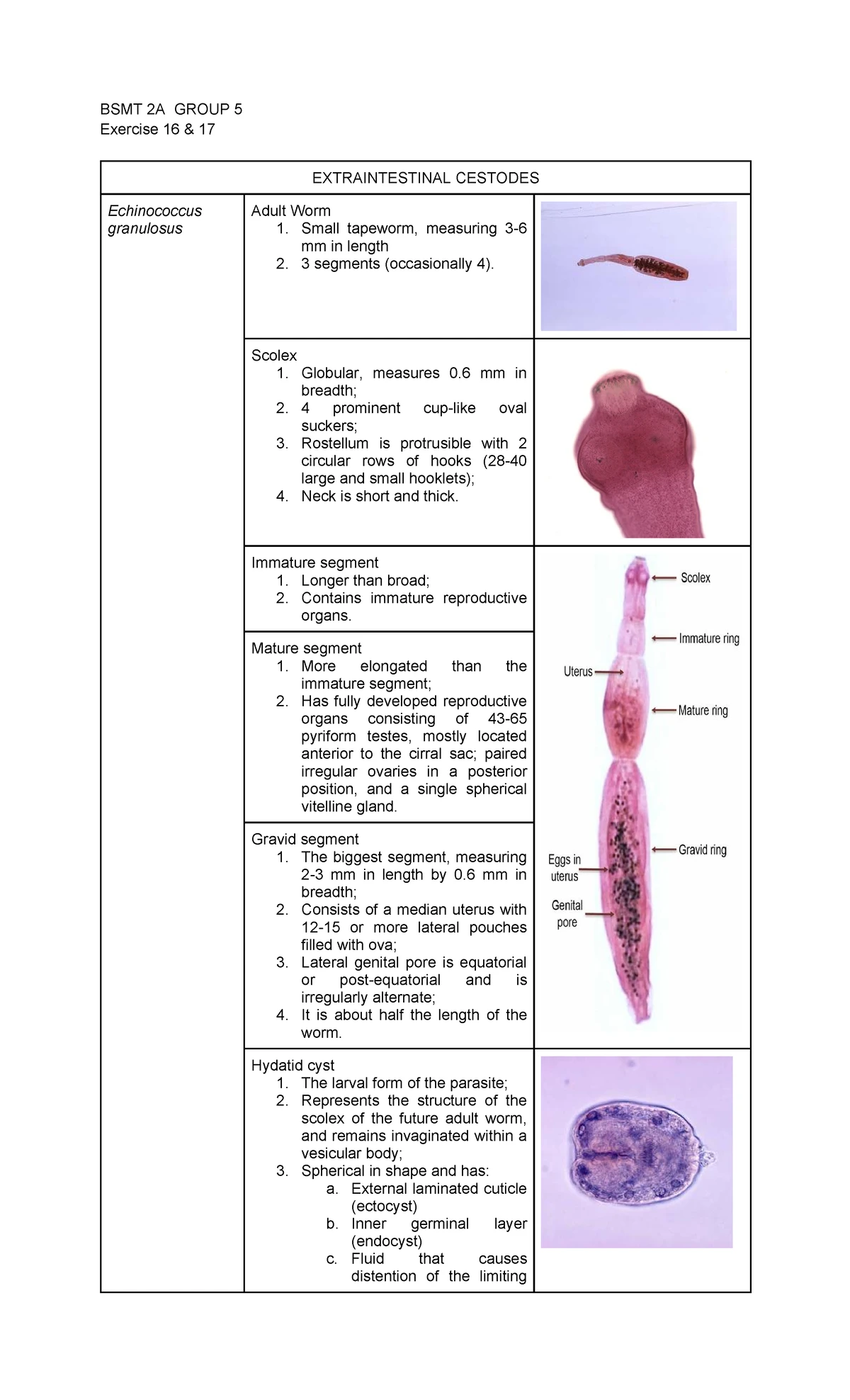Parasitology 4: Amoeba Charts Summary and Key Differences - Studocu