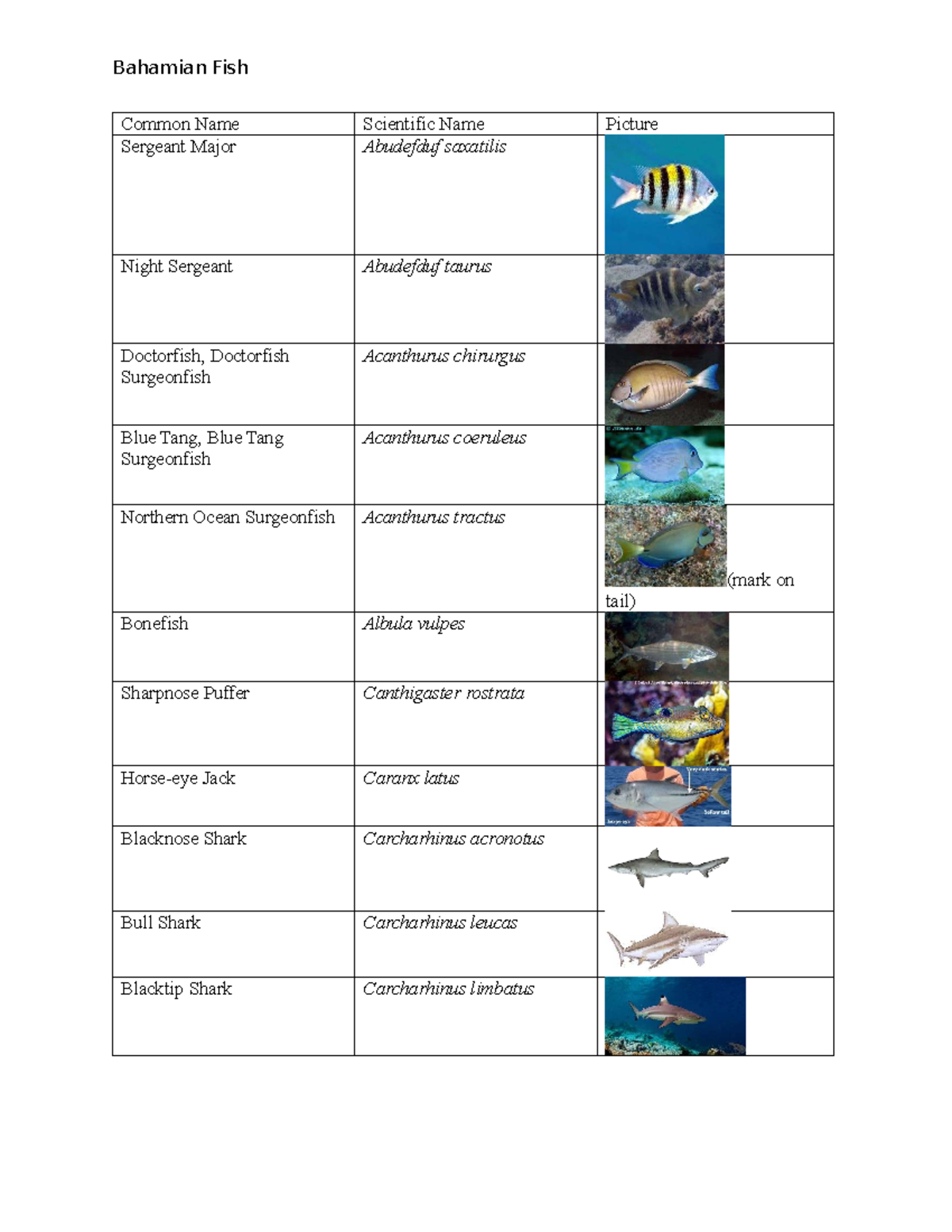 Bahamian Fish Species: Common & Scientific Names Overview - Studocu