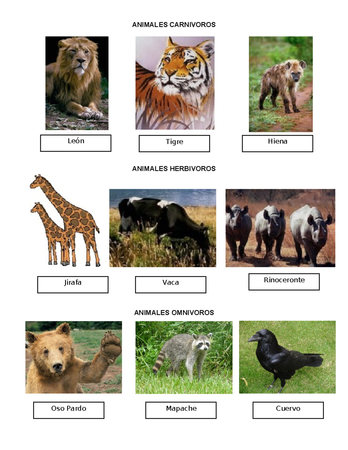 234265849 Animales Carnivoros Animales Herbivoros Frugivoros ...