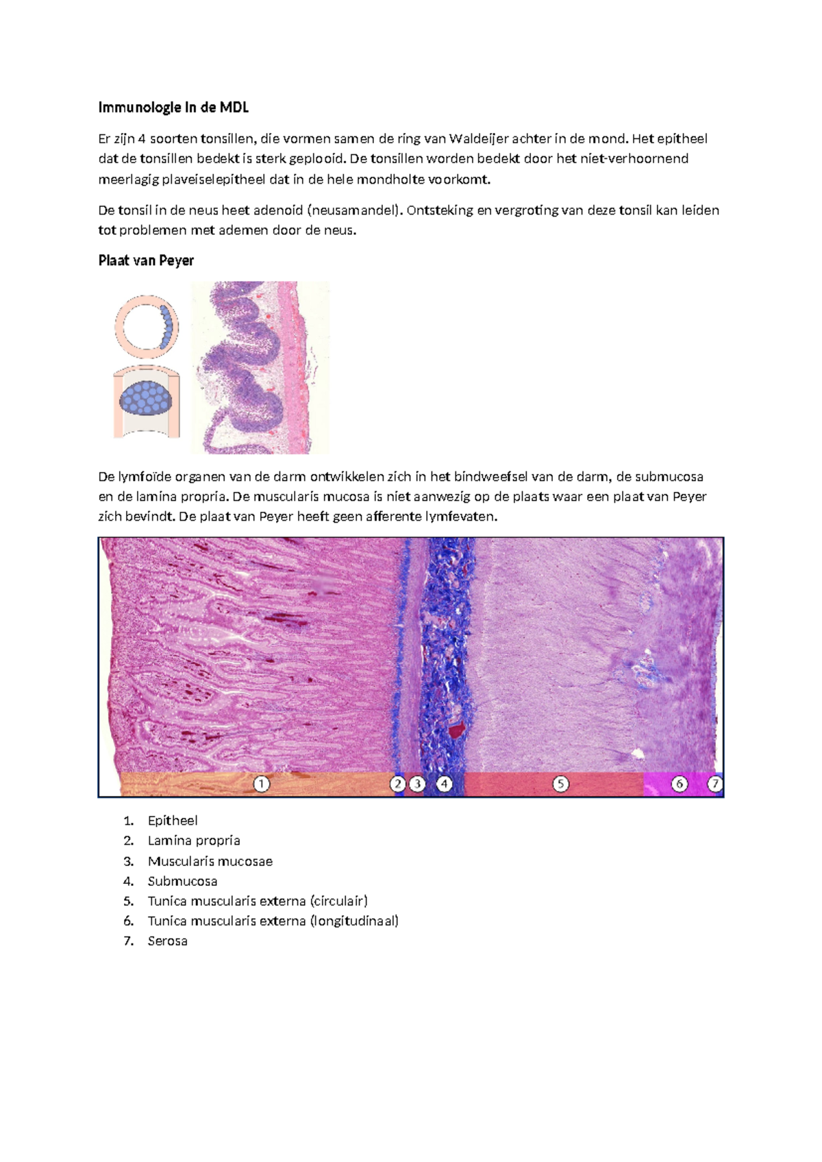 Immunologie en Coeliakie: Inzichten in de MDL en Tonsillen - Studeersnel