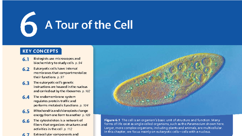 AP Biology 12e: Chapter 6 - A Tour of the Cell Concepts and Key Details ...