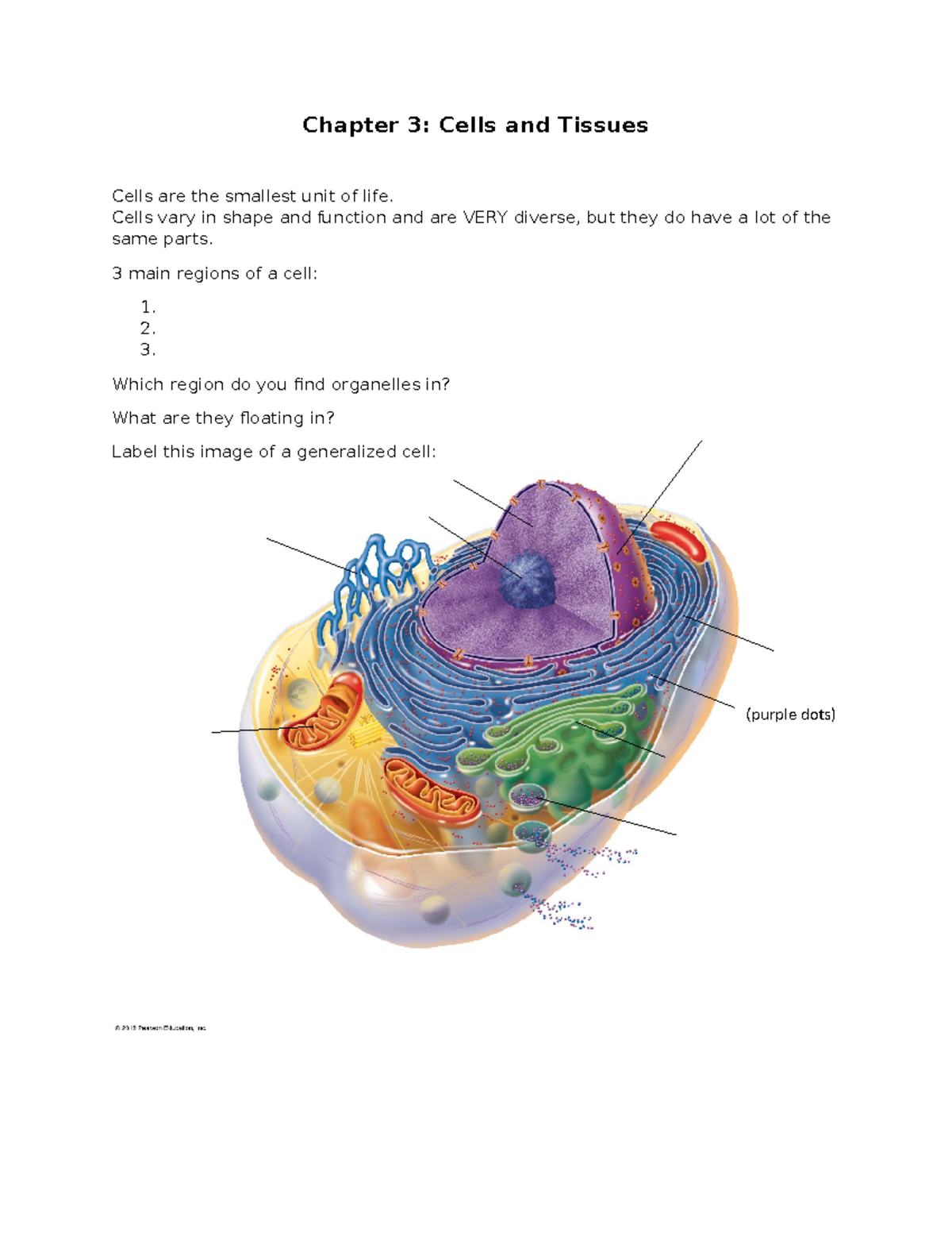 Cells and Tissues: Study Guide for Chapter 3 - Studocu