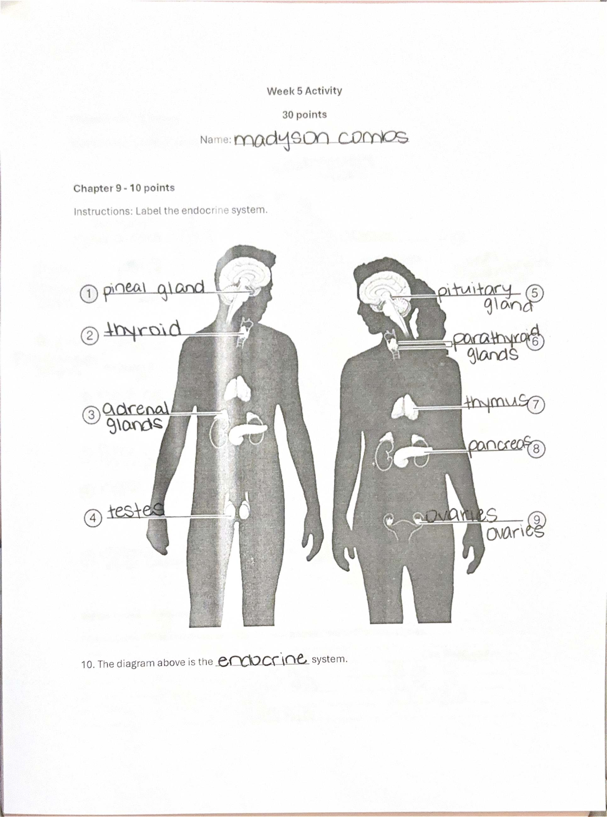 Week 5 Activity - Labeling the Endocrine & Cardiovascular Systems - Studocu