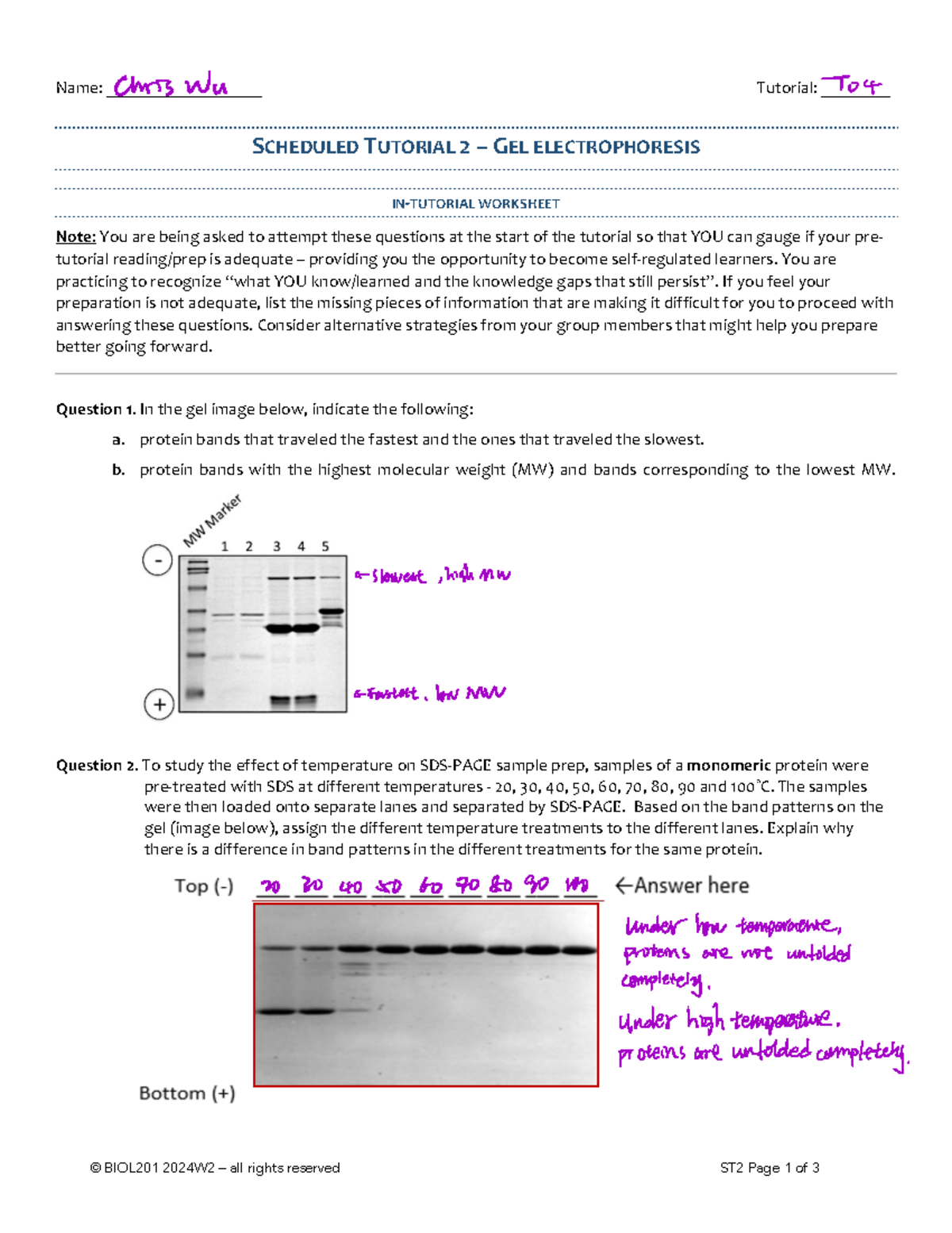 ST2-In-Tutorial Worksheet Dec30th2024 - © BIOL201 20 24 W2 – all rights ...