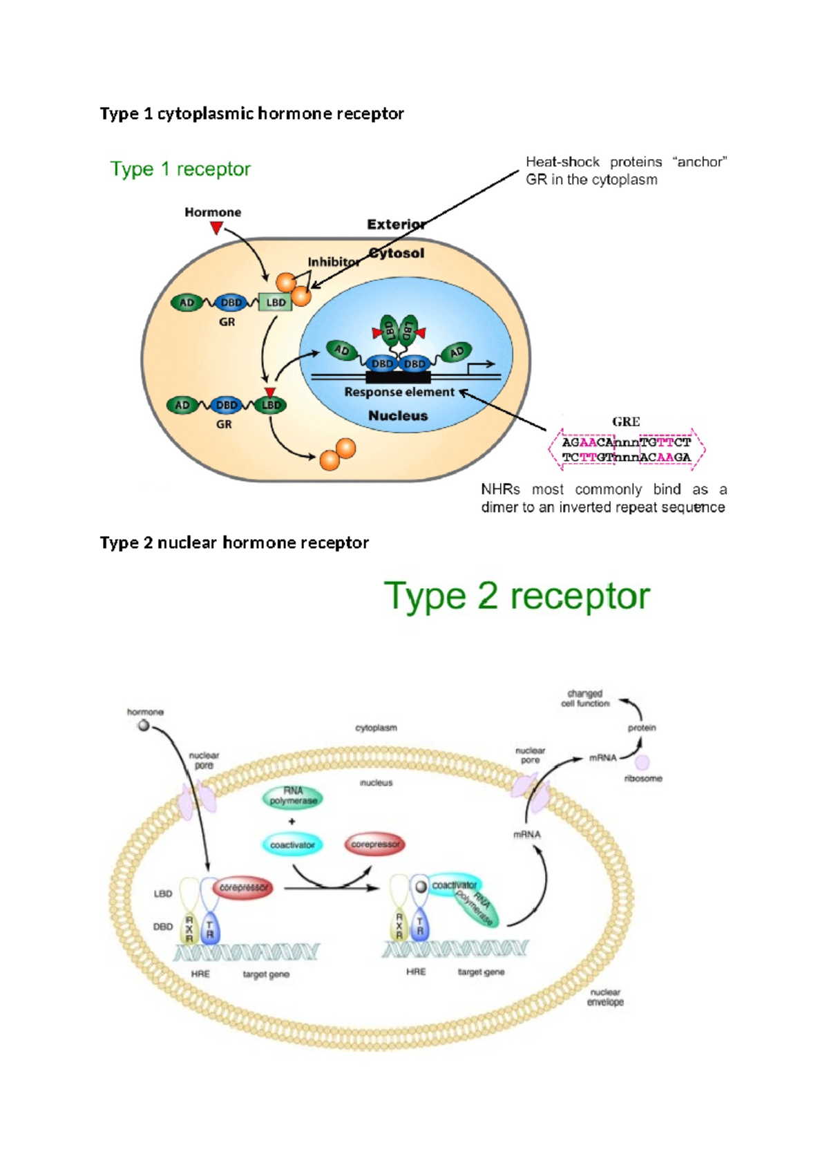 AMB Key Diagrams for Cell Cycle Regulation and Hormonal Receptors ...