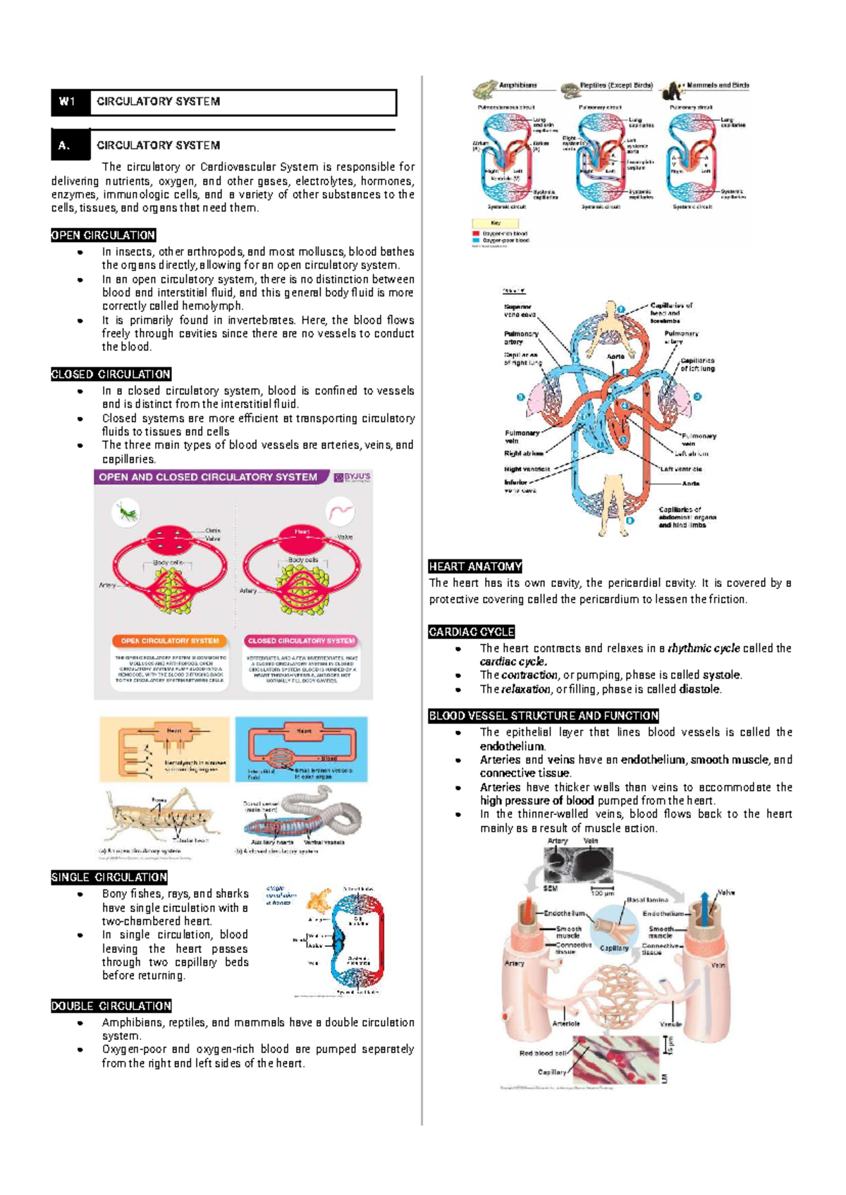 Zoology Lecture: W1 Circulatory, W2 Respiratory, W3 Digestive, W4 ...