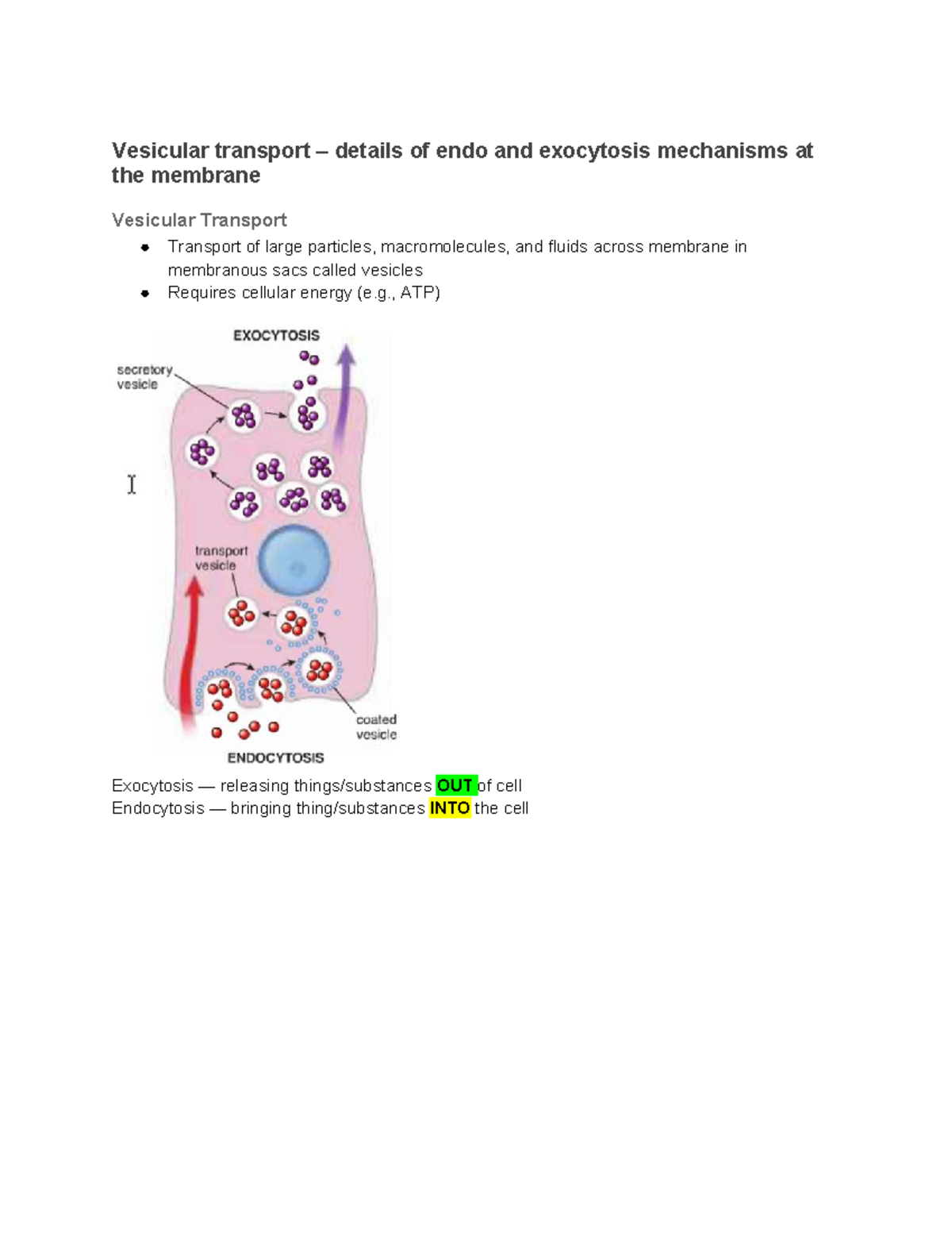 Cell Membrane Dynamics: Endocytosis, Exocytosis, & Membrane Potential ...