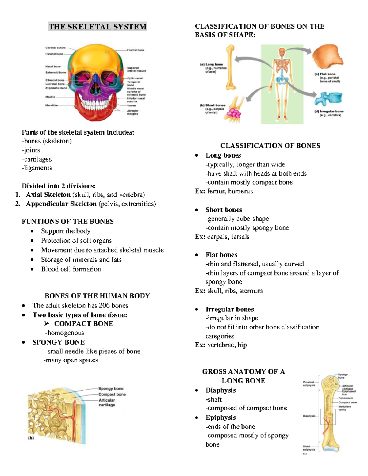 Skeletal System Overview: Structure, Functions & Classifications - Studocu