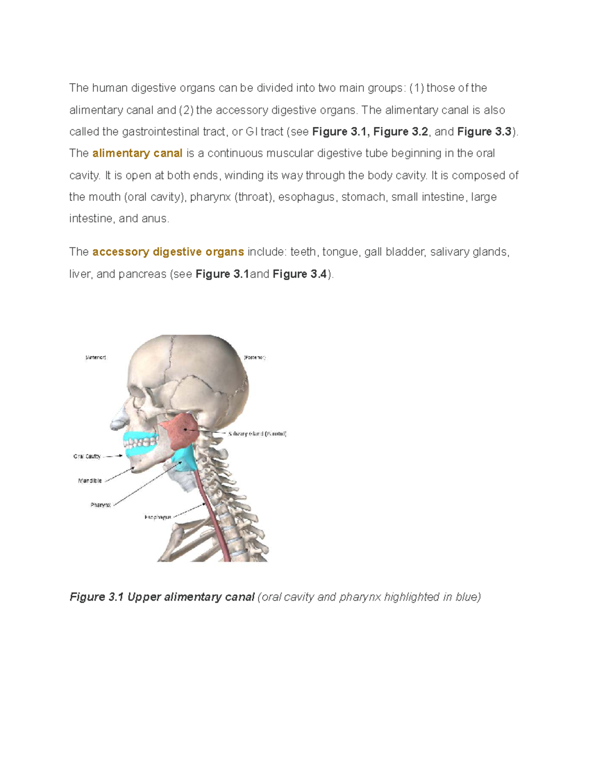 Anatomy 1 Mod 3 - Digestive System Overview and Functions - Studocu