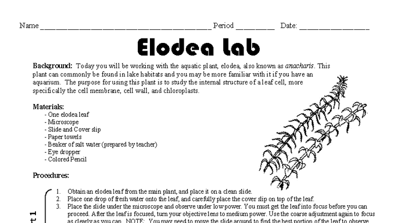 Elodea Lab Worksheet: Exploring Leaf Cell Structure (8168096) - Studocu