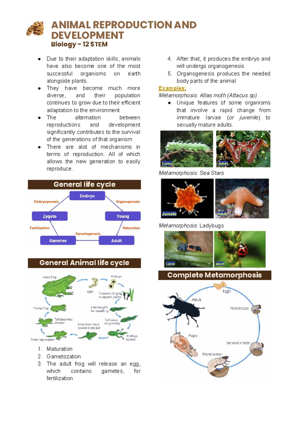 Animal Reproduction & Development: Biology 12 STEM Overview - Studocu