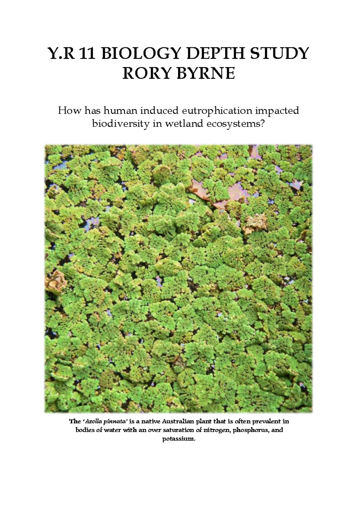 Y.R 11 BIOLOGY DEPTH STUDY: Eutrophication's Impact on Wetland ...