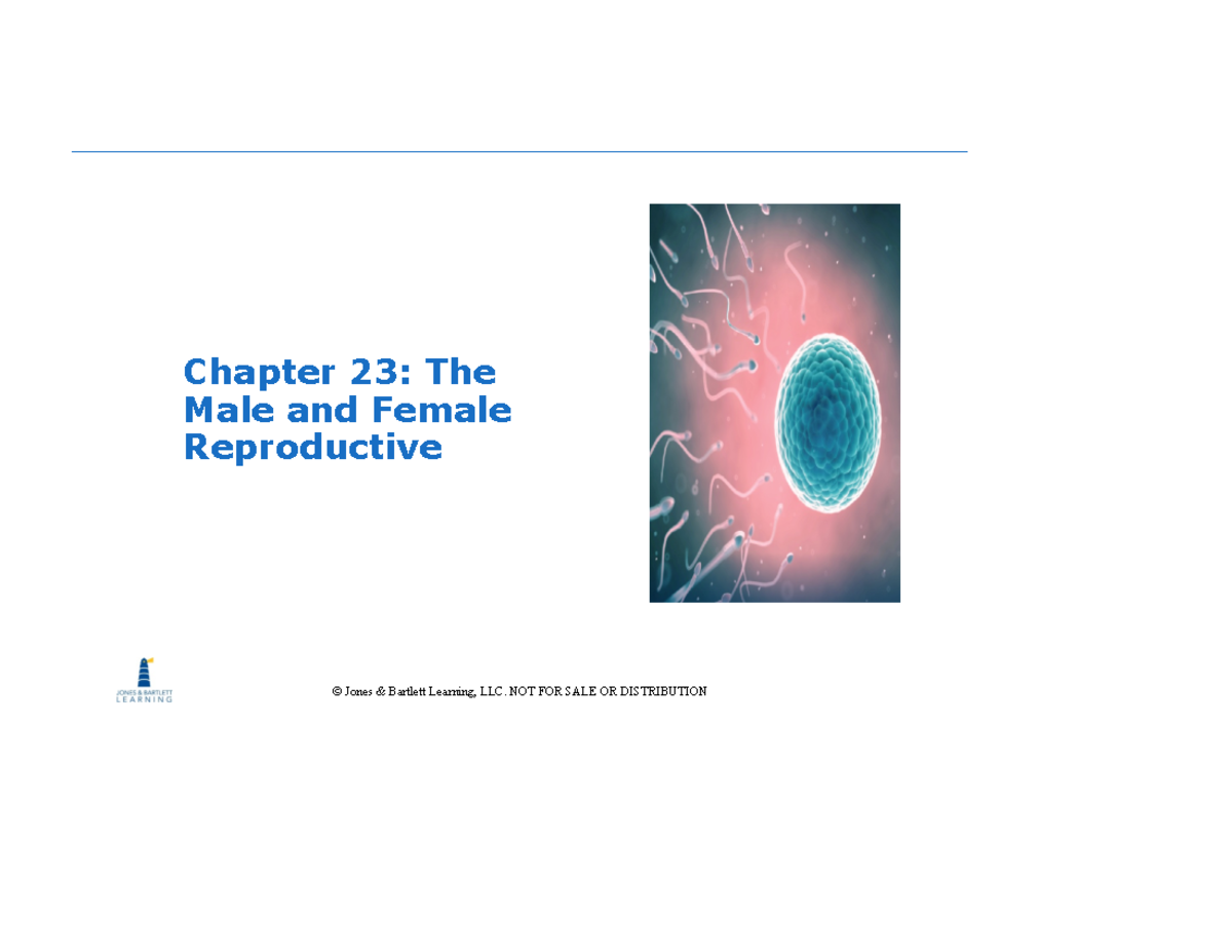 Chapter 23: Insights into Male and Female Reproductive Systems - Studocu