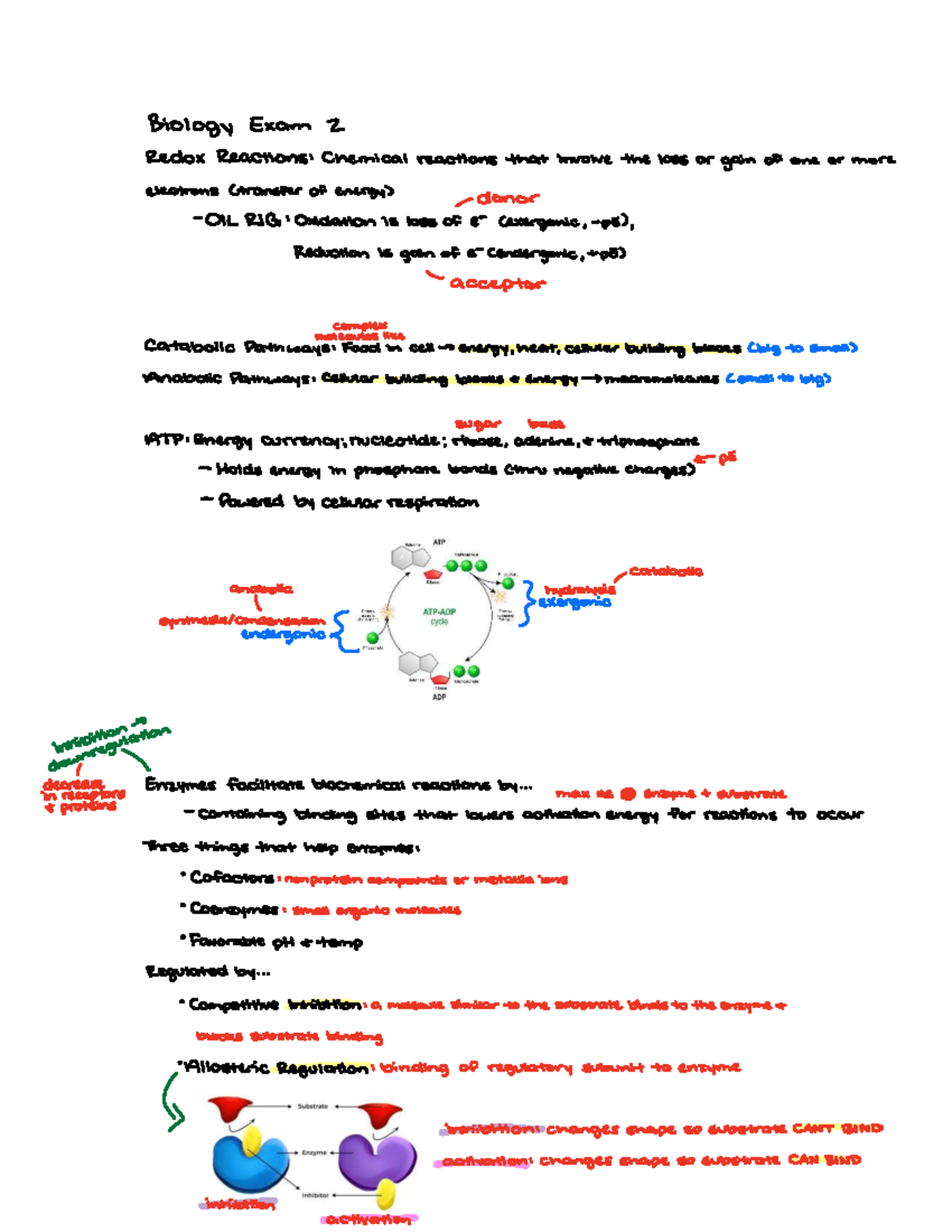 Biology Exam 2: Cellular Processes, Metabolism & Photosynthesis ...