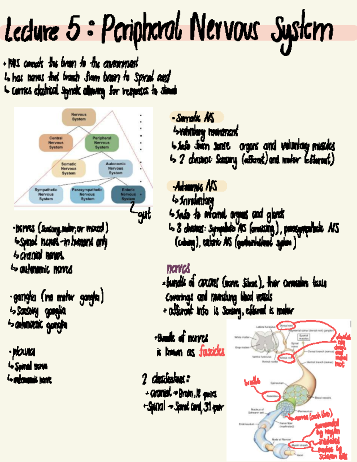 Lecture 5: Peripheral Nervous System Overview - Studocu