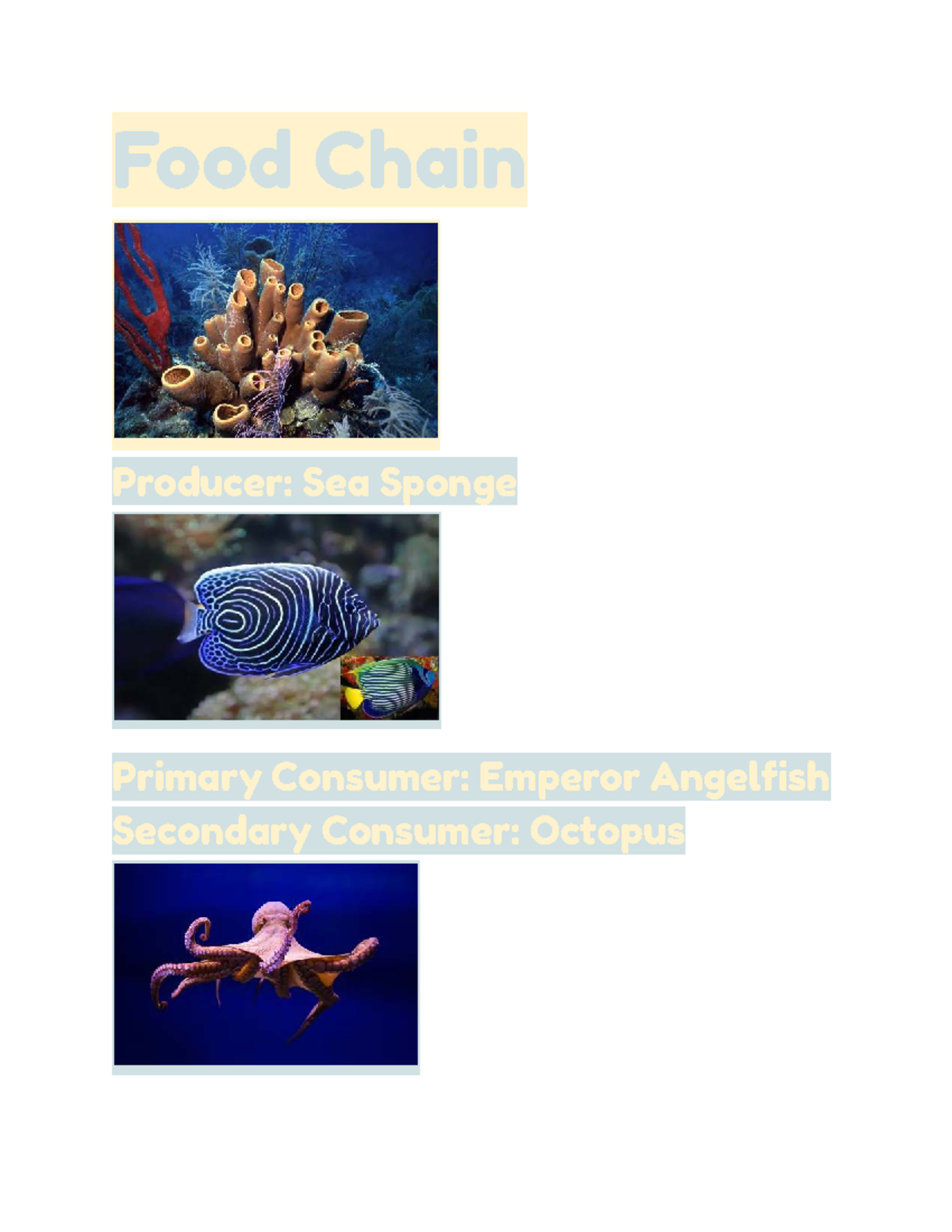 Aquatic Food Chain Examples - Food Chain Producer: Sea Sponge Primary ...