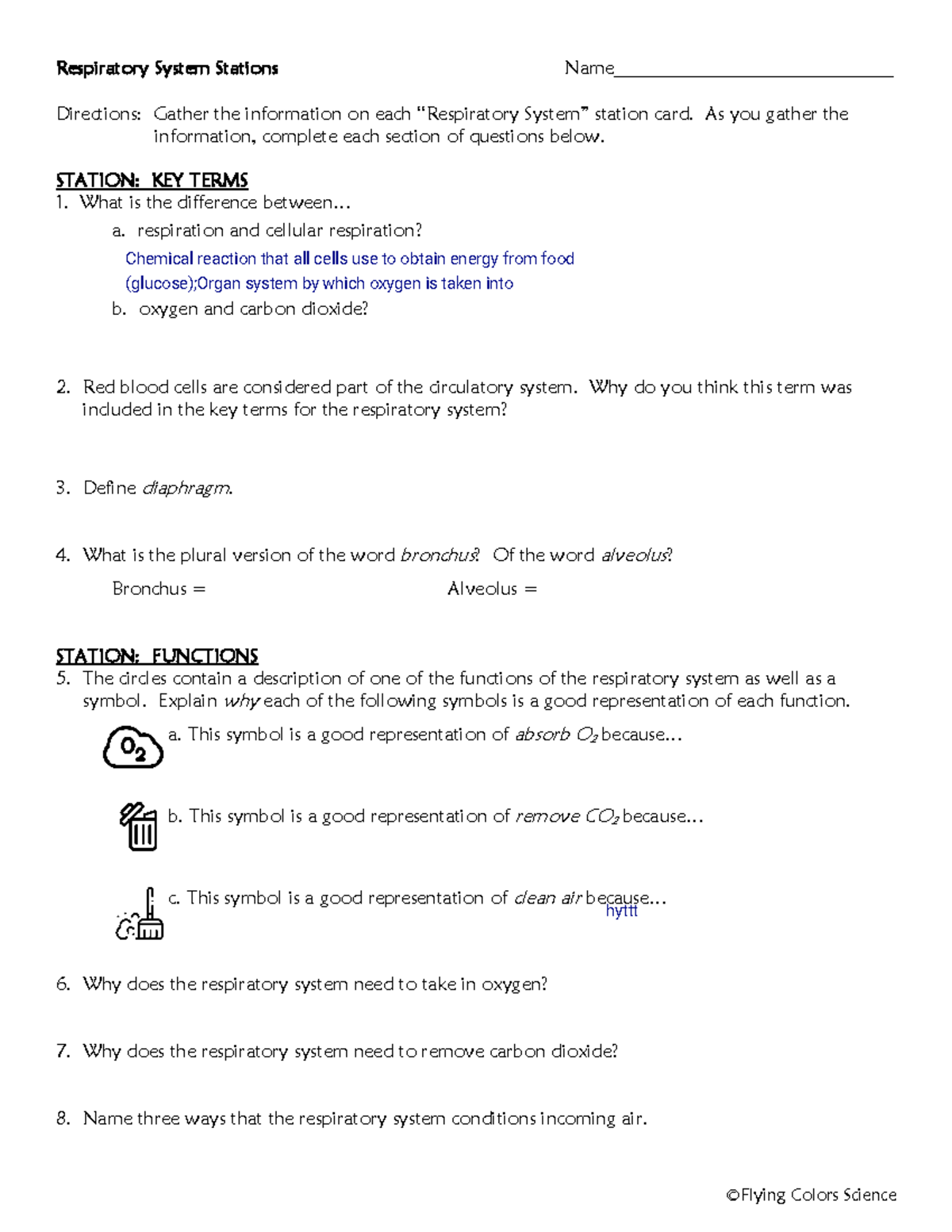 Respiratory System Activity Stations: Key Terms & Functions Guide - Studocu