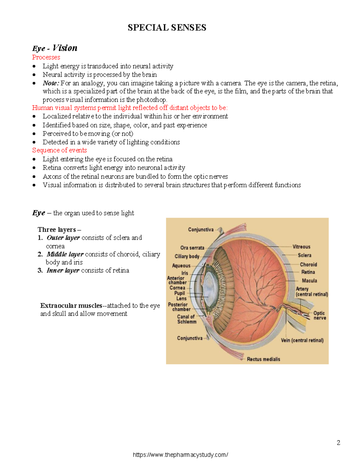 Human Physiology. Special Senses. Notes. Pdf - Human anatomy and ...