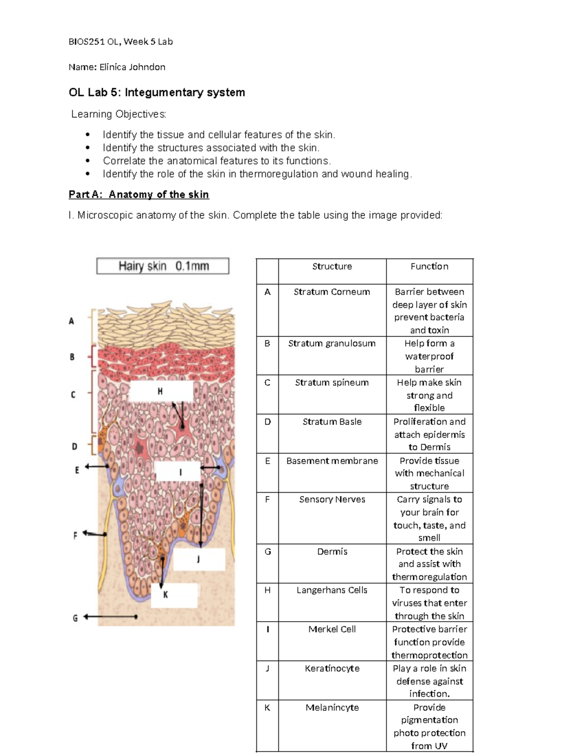 Labster week 5 integumentary system - Name: Elinica Johndon OL Lab 5 ...