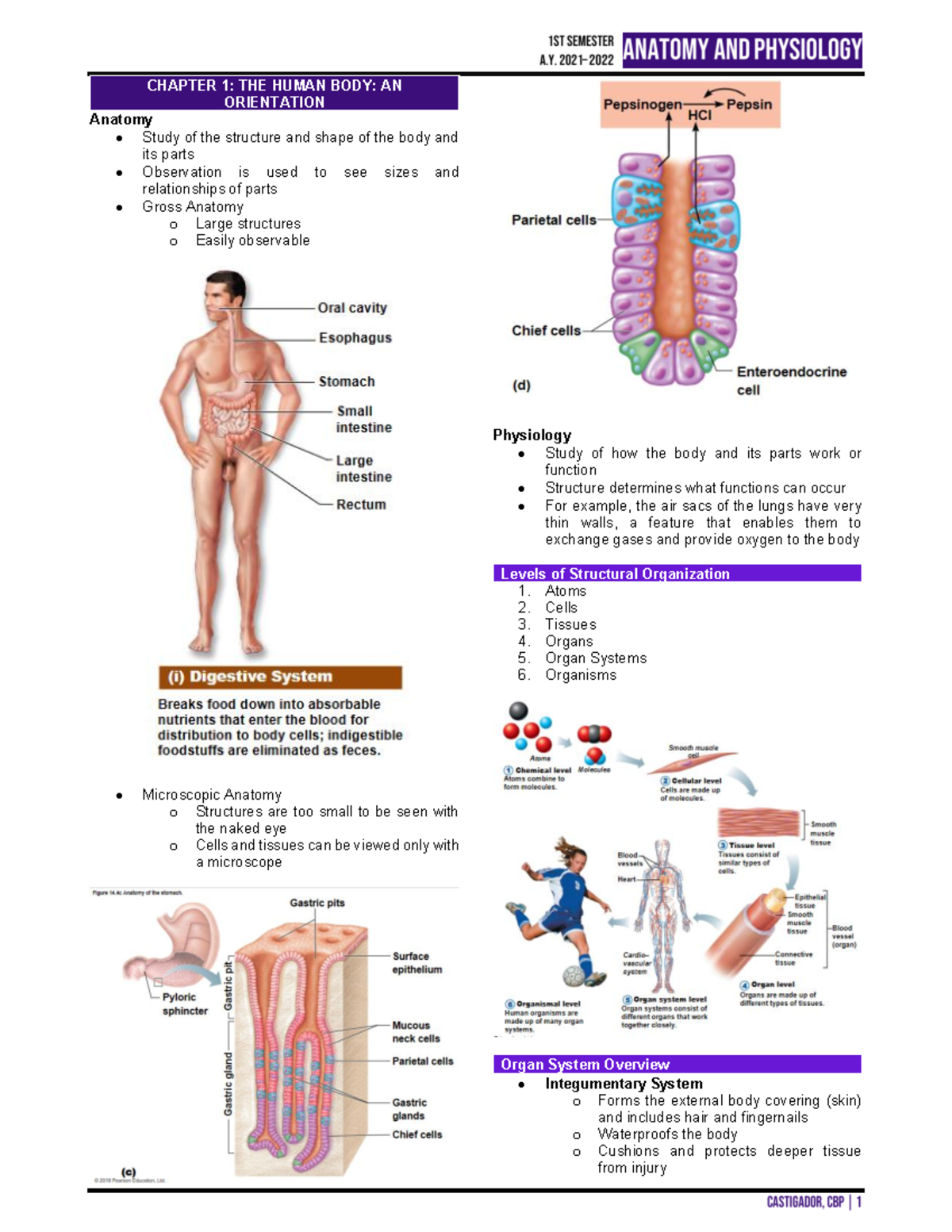 Anaphy%20 Notes - CHAPTER 1: THE HUMAN BODY: AN ORIENTATION Anatomy ...