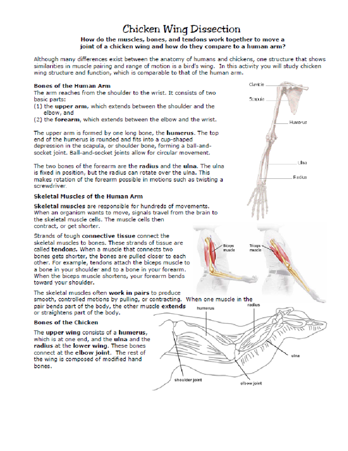 Chicken Wing Dissection Lab - Making the Human Connection With your ...